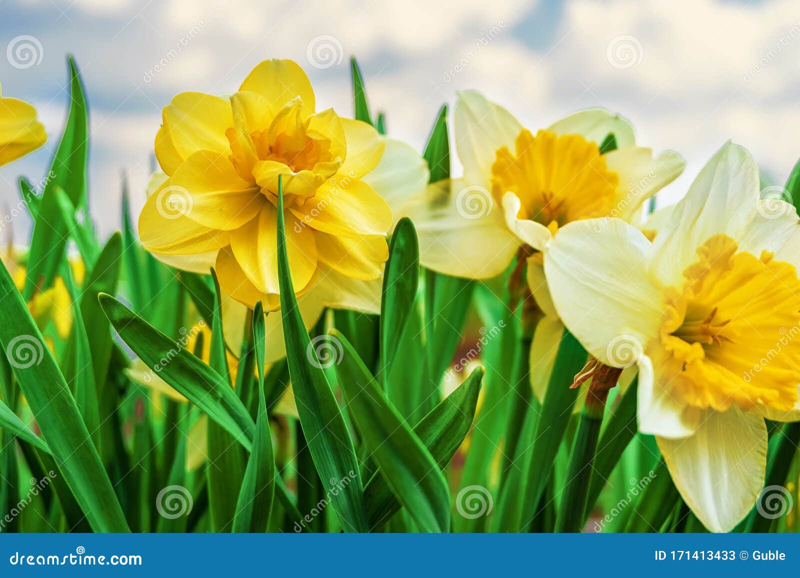 Spring Flowers Daffodils. Flower Background on Sky Background Stock ...