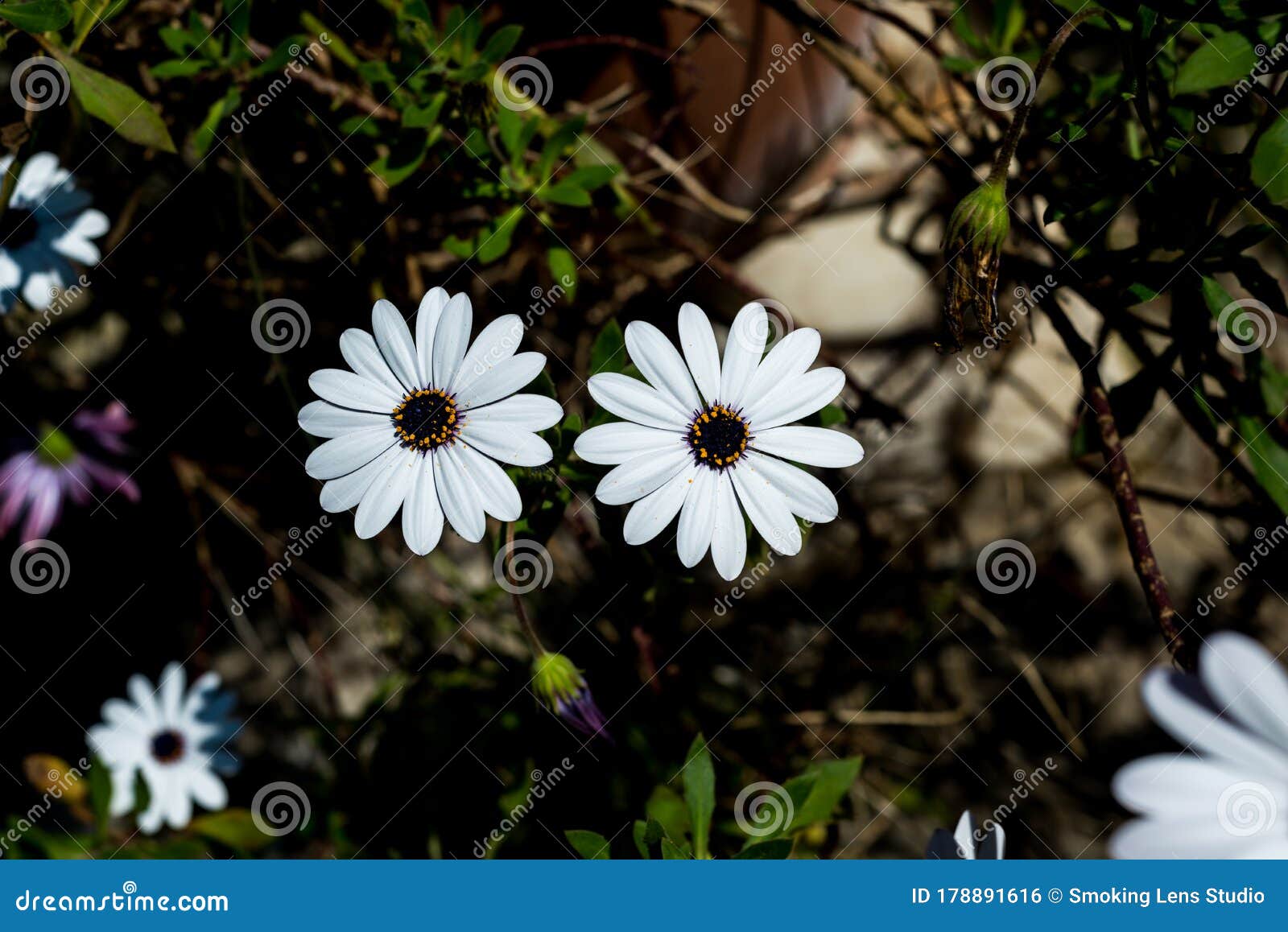 Spring flowers, daisies stock photo. Image of isolated - 178891616