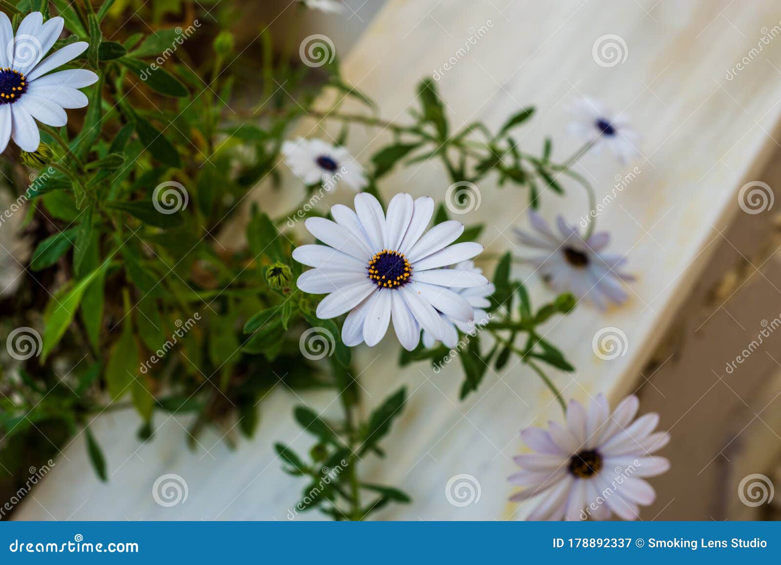 Spring flowers, daisies stock image. Image of bouquet - 178892337