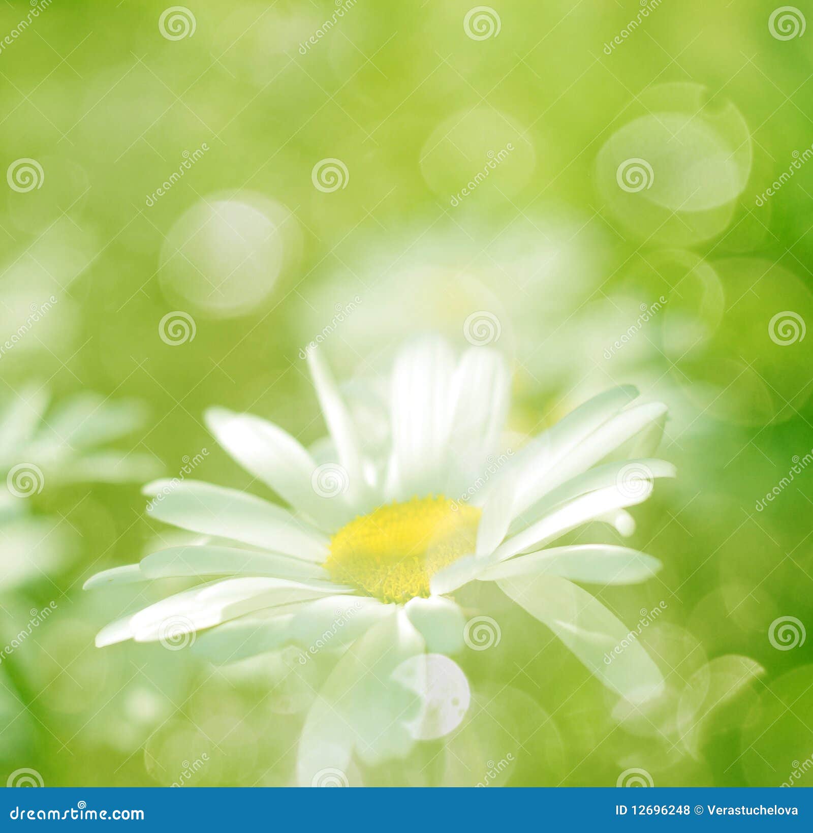 Spring Flowers Daisy and Grass with Sunlight Stock Photo - Image of ...