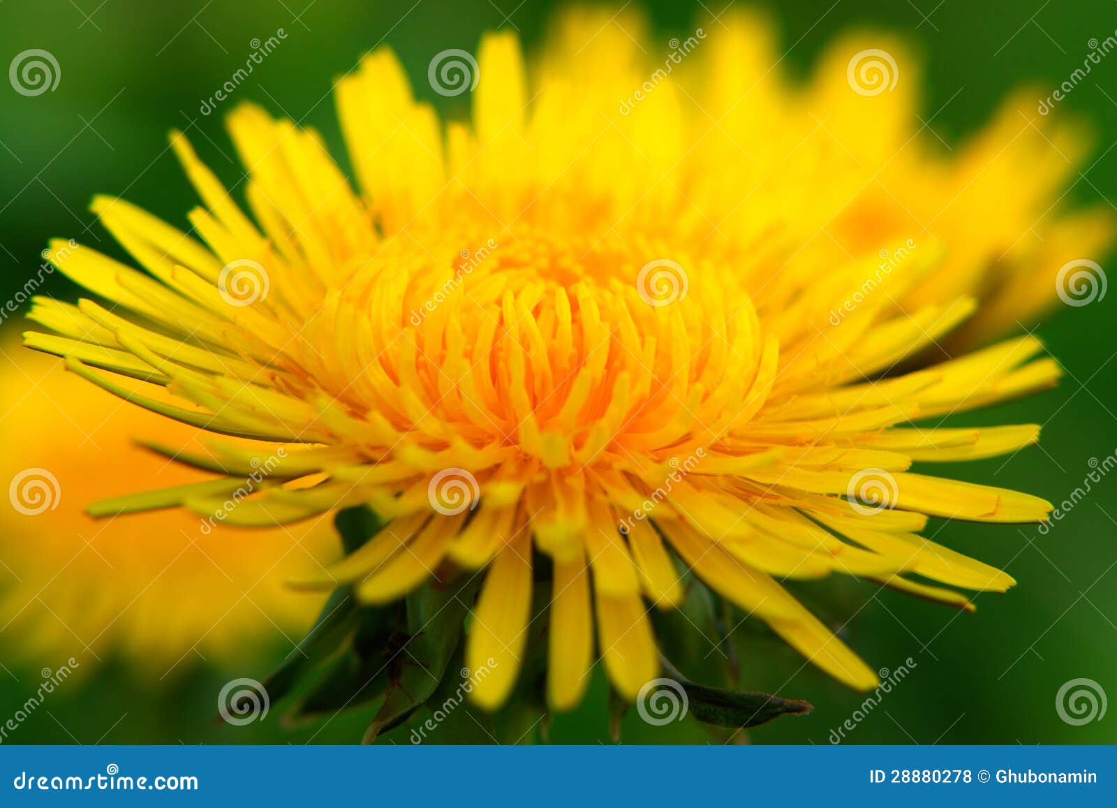 Spring Flowers dandelion stock photo. Image of meadow - 28880278