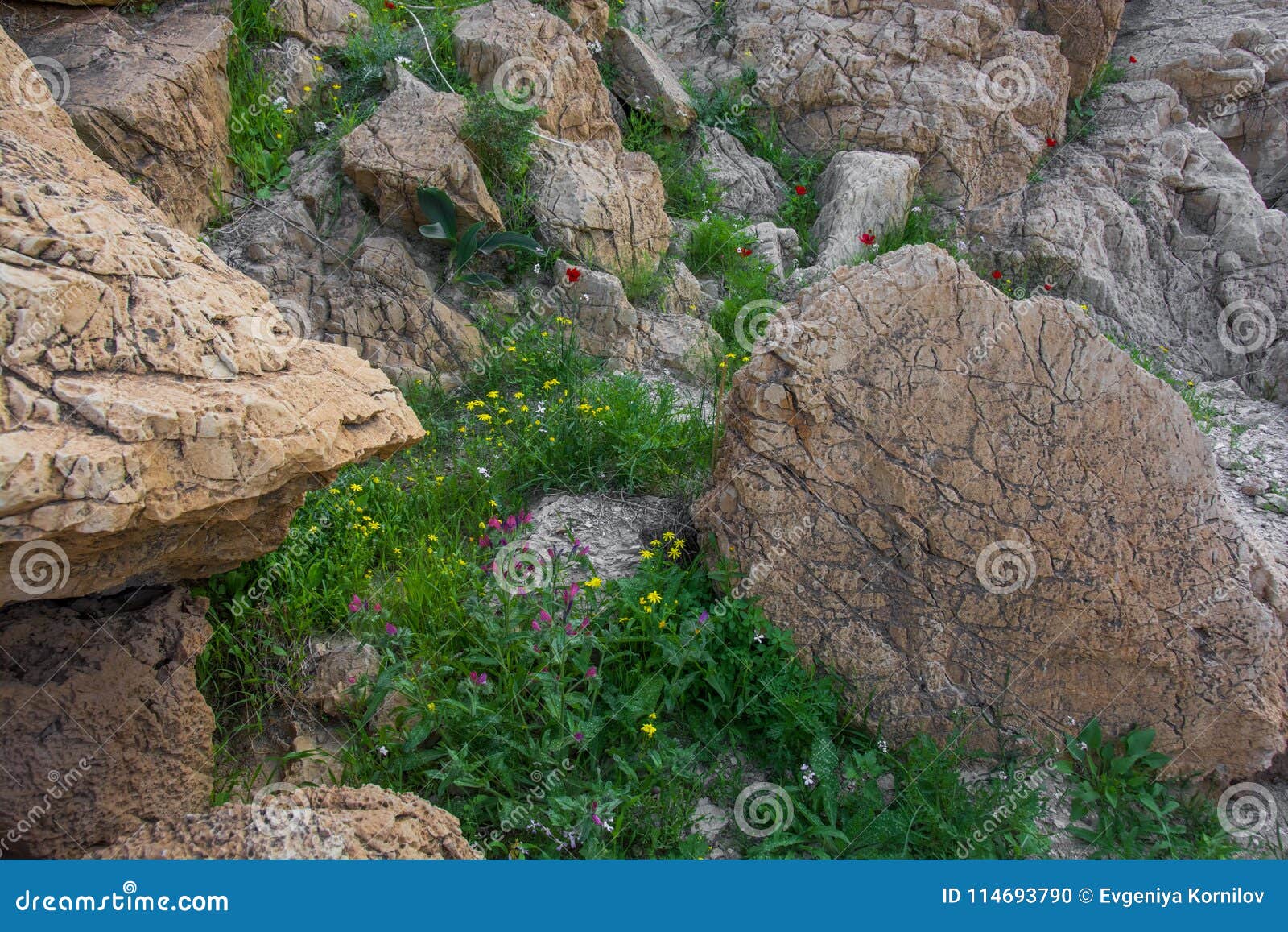 Spring Flowers in the Desert Stock Photo - Image of garden, isolated ...