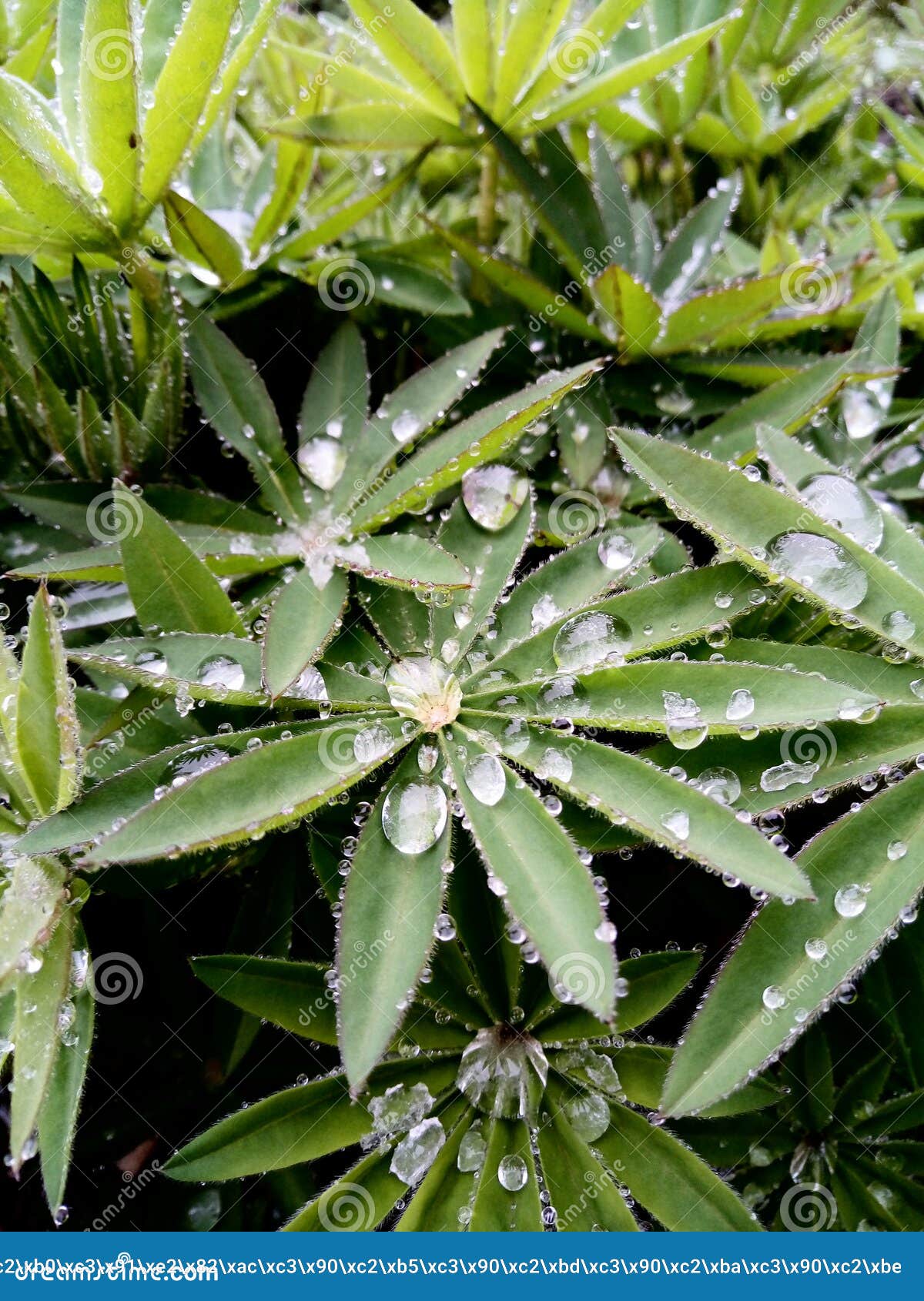 Spring stock photo. Image of life, spring, flowers, nature - 140337494