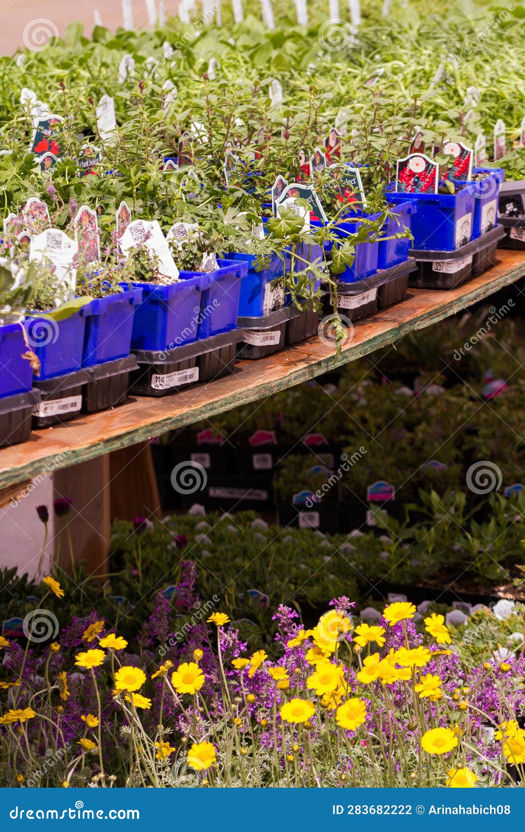Spring flowers editorial photography. Image of nursery - 283682222