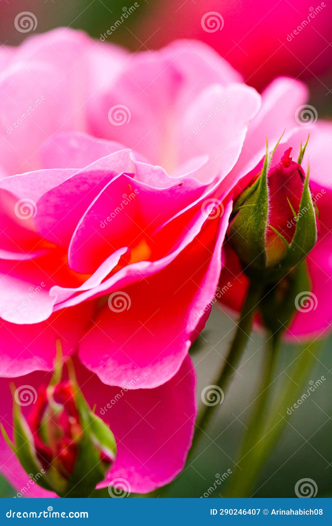 Spring flowers stock image. Image of nature, nursery - 290246407