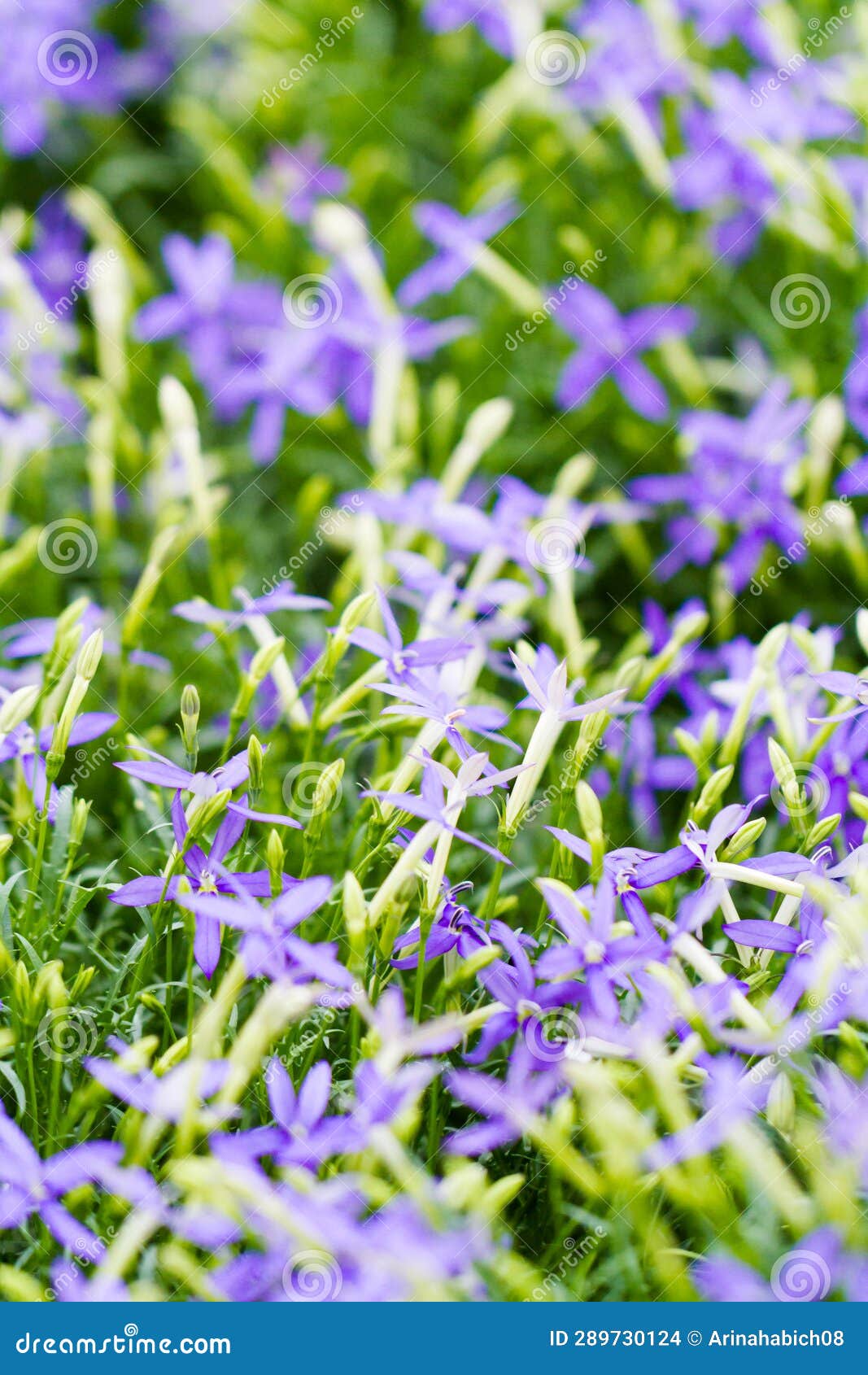 Spring flowers stock photo. Image of bloom, nature, nursery - 289730124