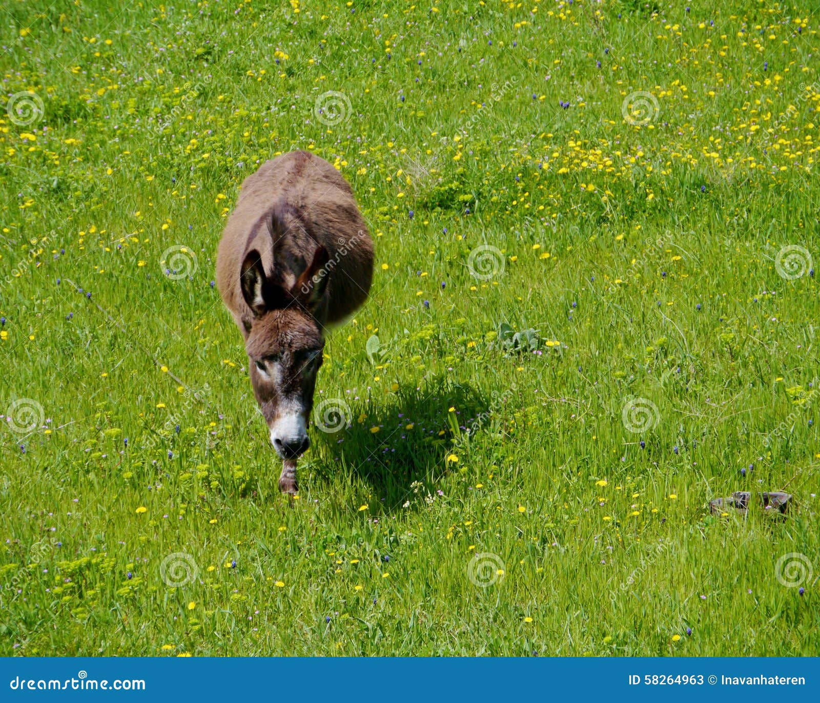 Spring Flowers and a Donkey Stock Image - Image of animals, meadow ...