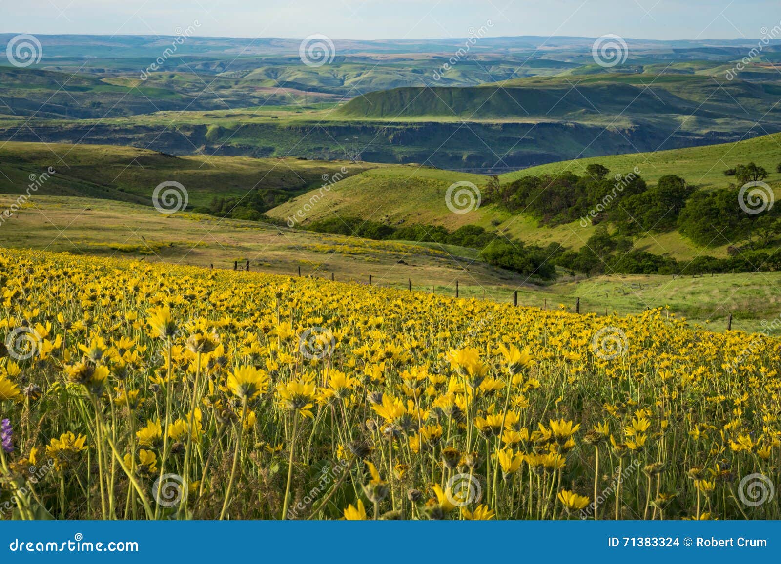 Spring Flowers in Eastern Oregon Stock Photo - Image of nature, oregon ...