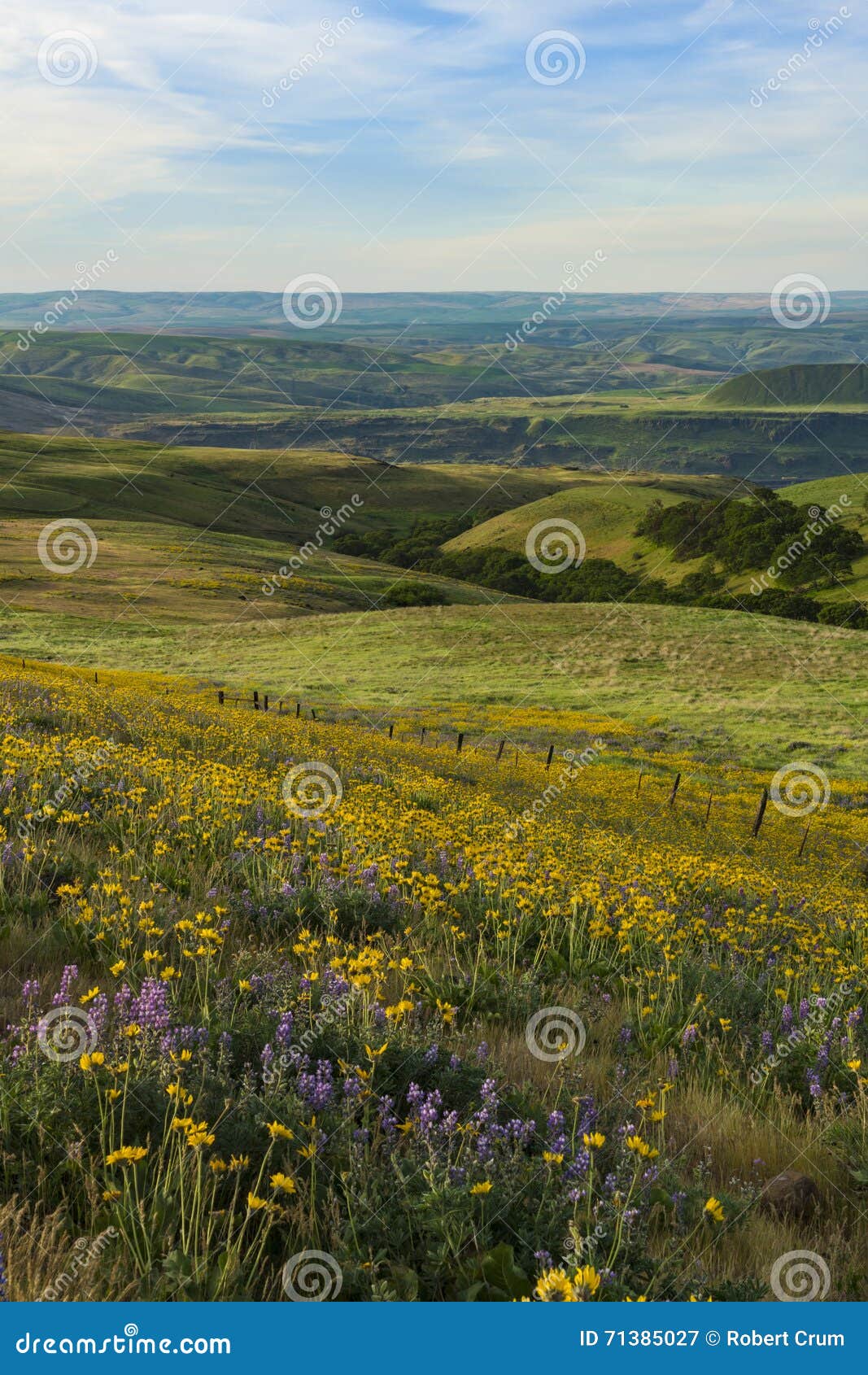 Spring Flowers in Eastern Washington State Stock Image - Image of ...
