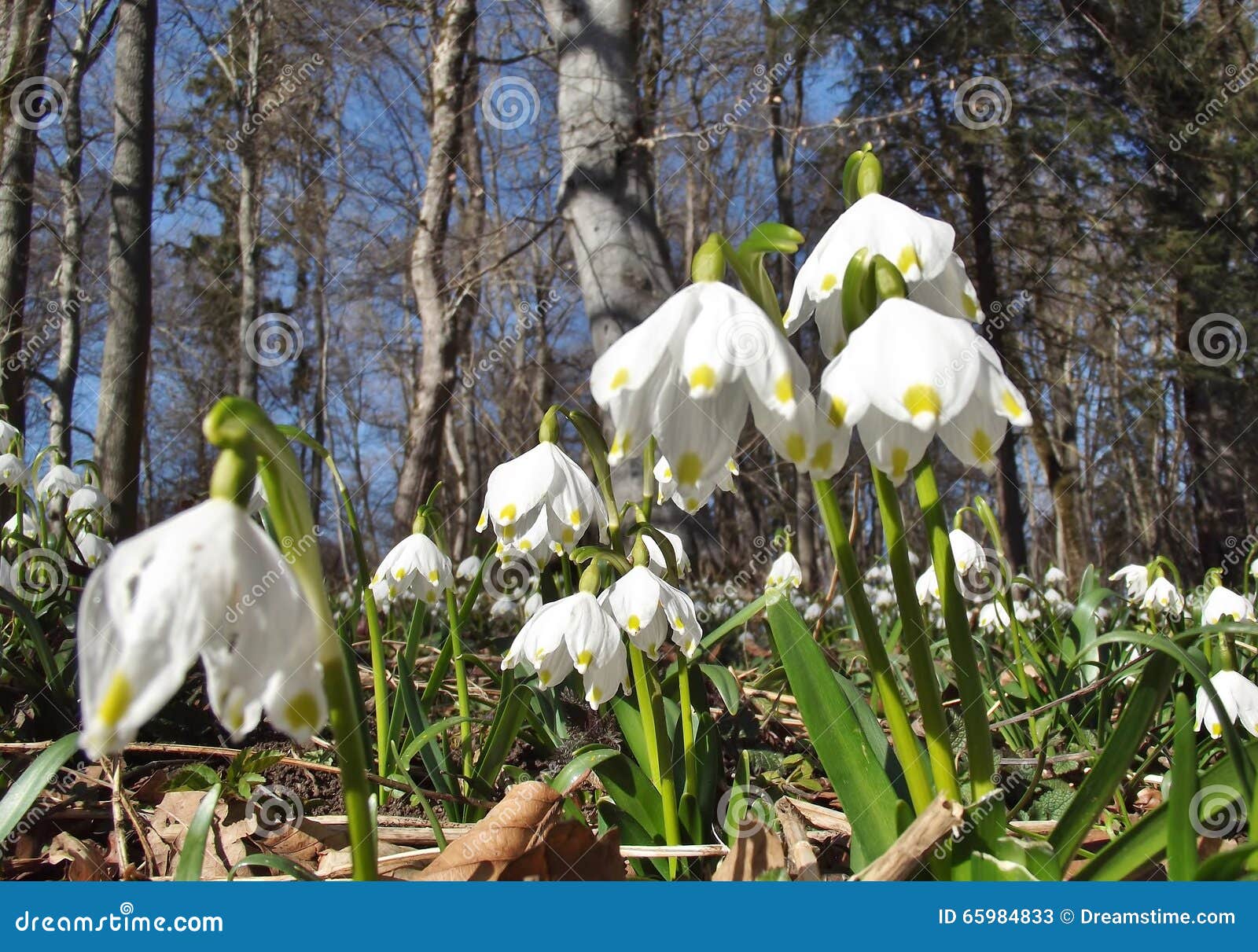 Spring flowers stock image. Image of vegetation, undergrowth - 65984833