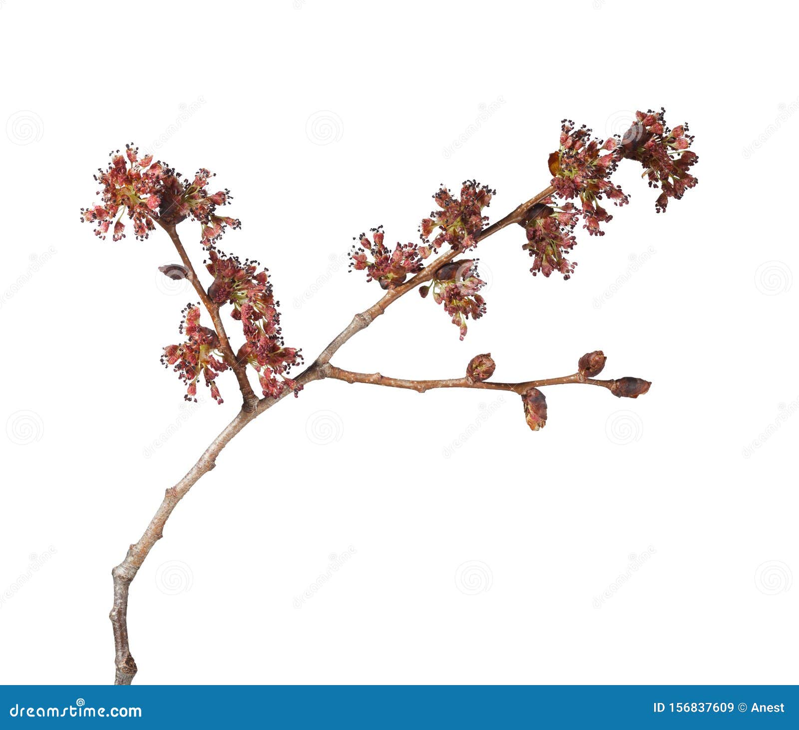 Spring flowers of elm stock image. Image of twig, detail - 156837609 Spring flowers of elm stock image. Image of twig, detail - 156837609