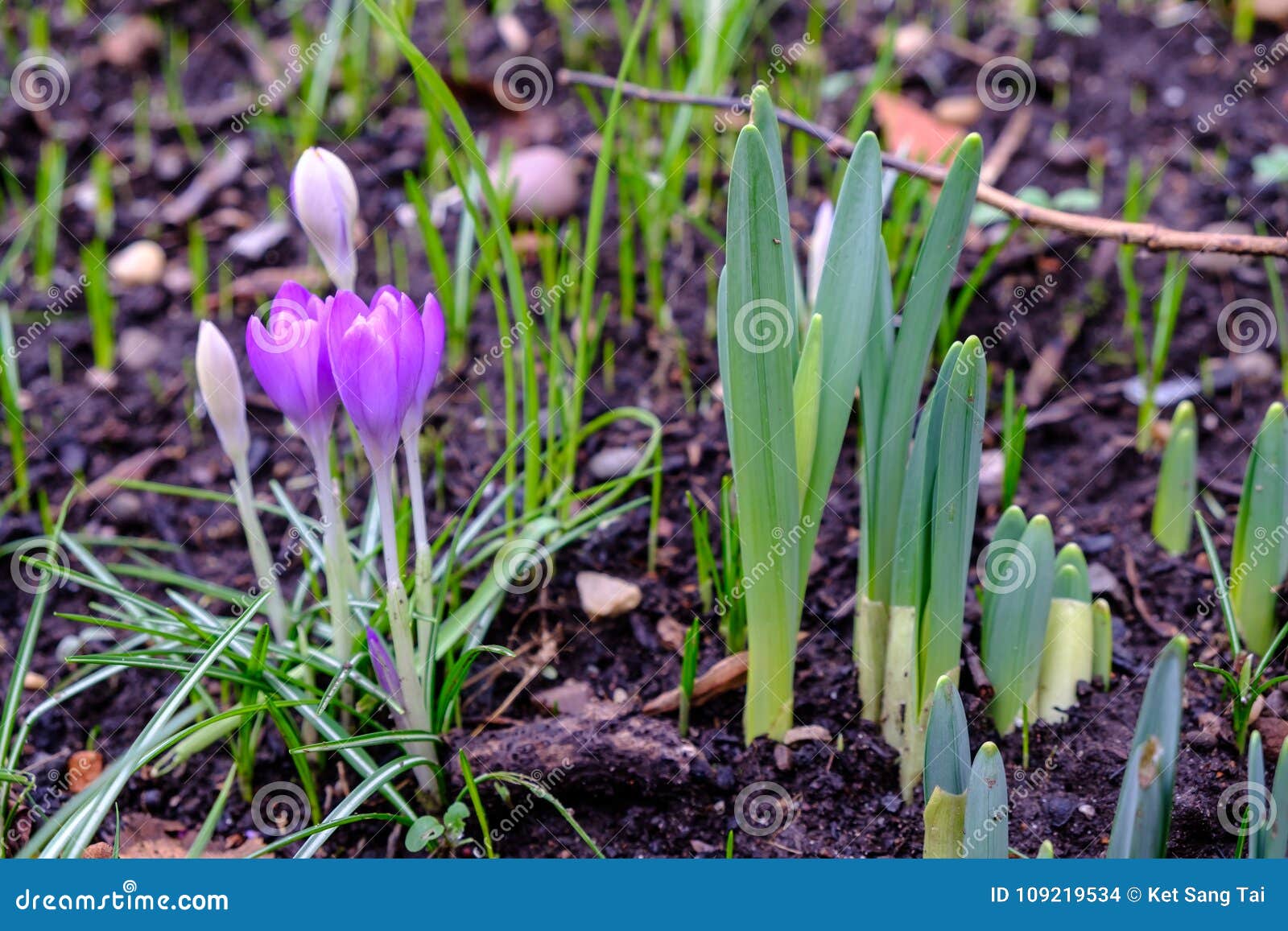 Spring Flowers Emerging stock photo. Image of outdoor - 109219534