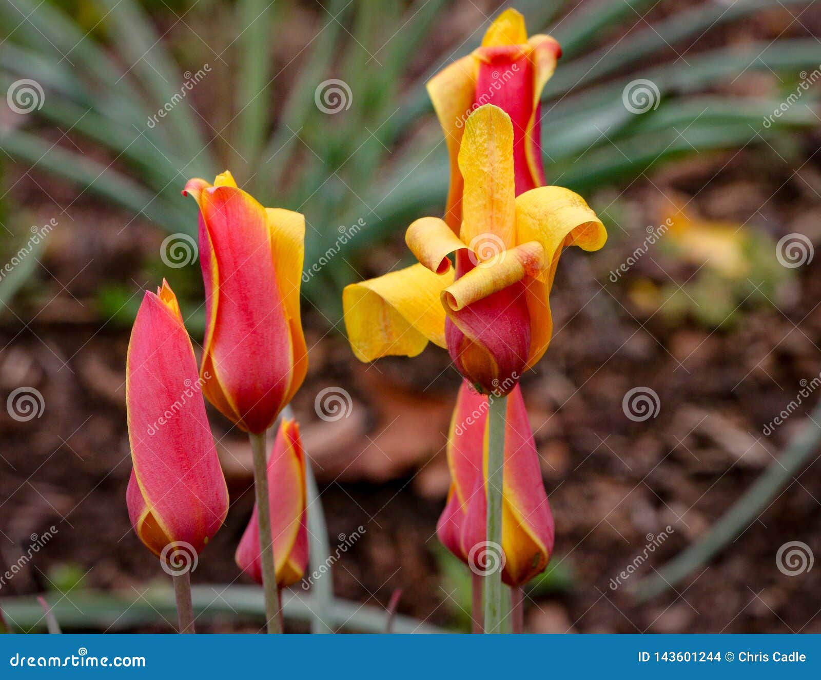 Spring Flowers are Emerging Stock Photo - Image of tulip, flowers ...