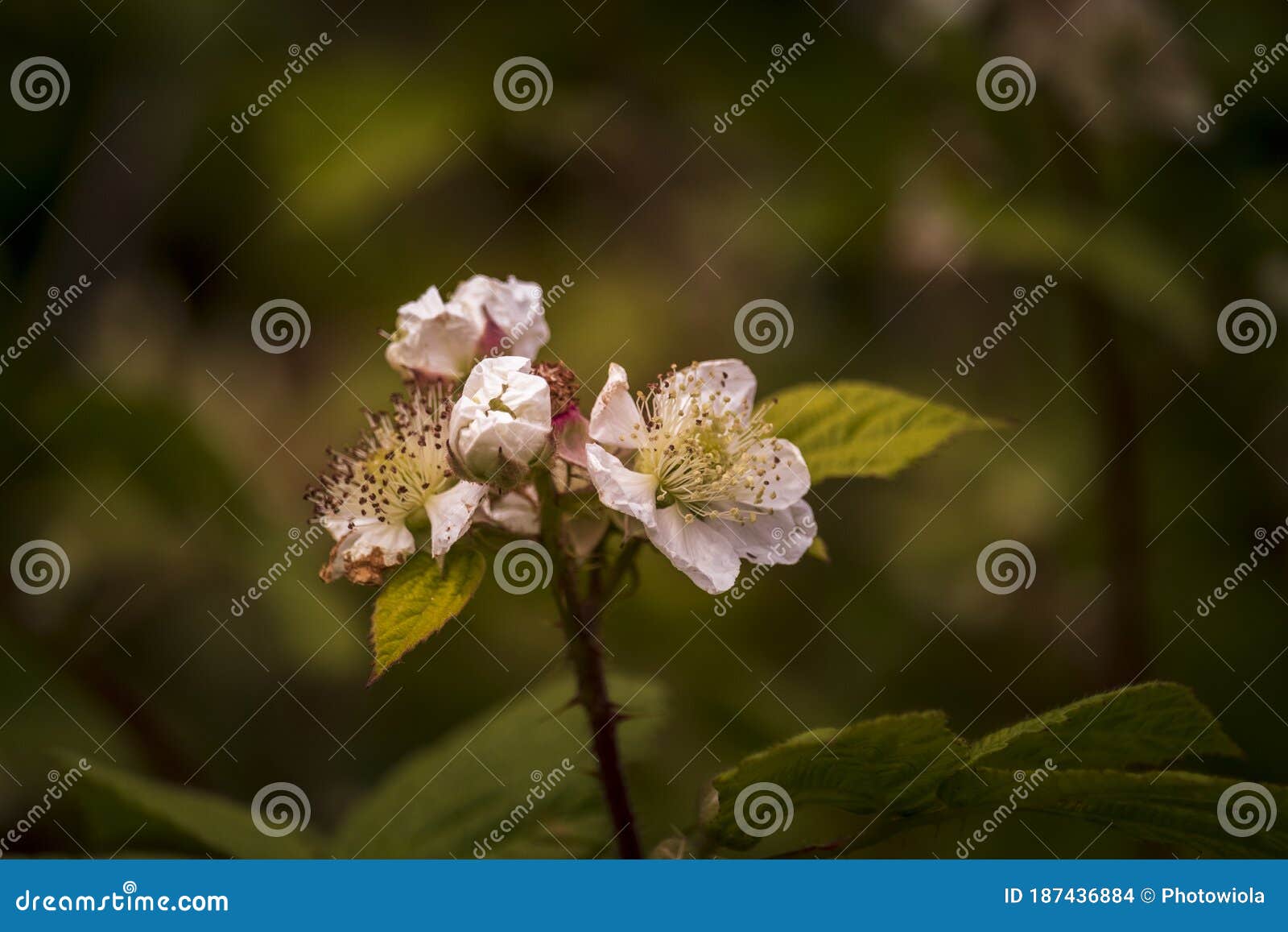 Spring Flowers in an England Nature Reserve. Stock Photo - Image of ...