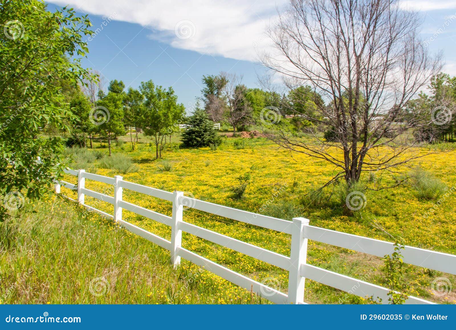 Spring Flowers in Fence Lined Pasture in Midwest Prairie Stock Image ...