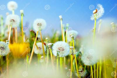 Spring flowers field stock photo. Image of ecology, agriculture - 20226598