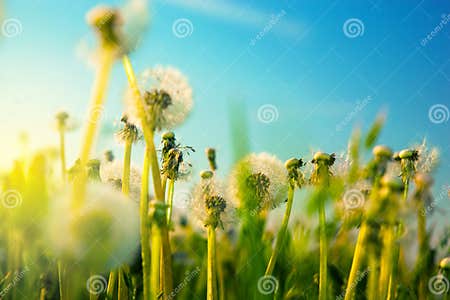 Spring flowers field stock photo. Image of plant, season - 20226608