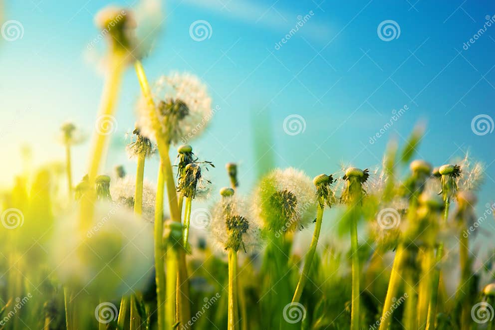 Spring flowers field stock photo. Image of plant, season - 20226608
