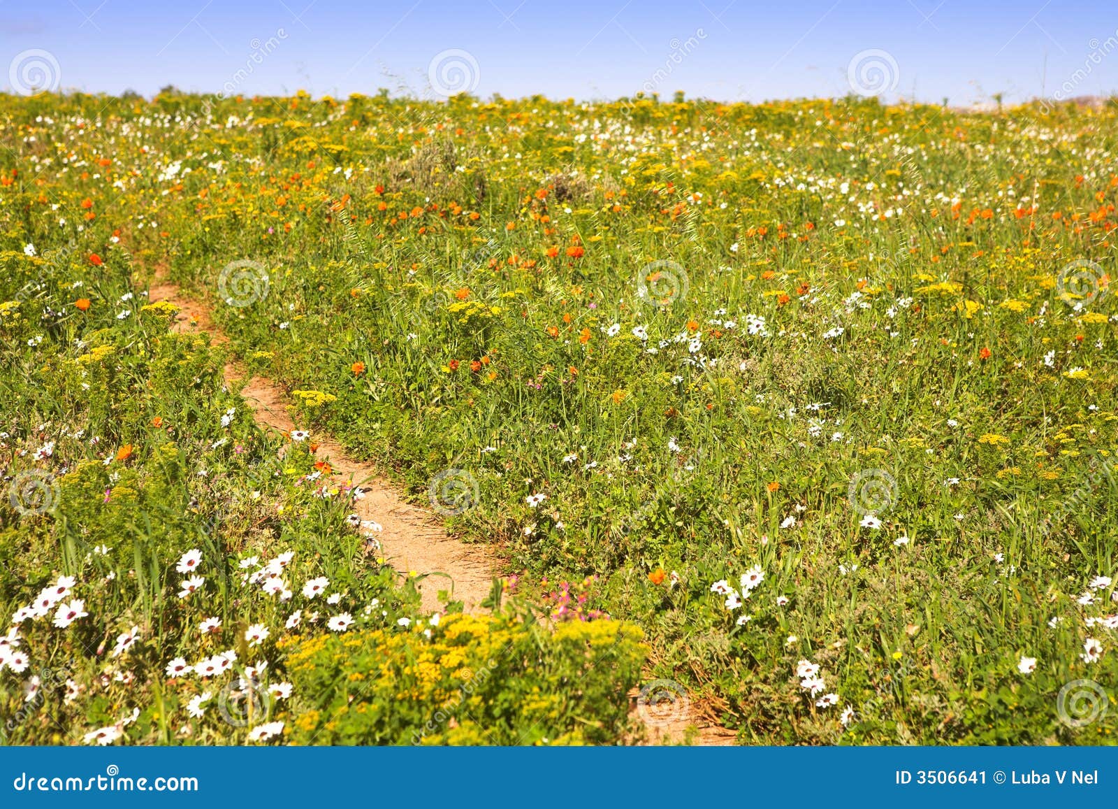 Spring flowers field stock image. Image of daytime, hiking - 3506641