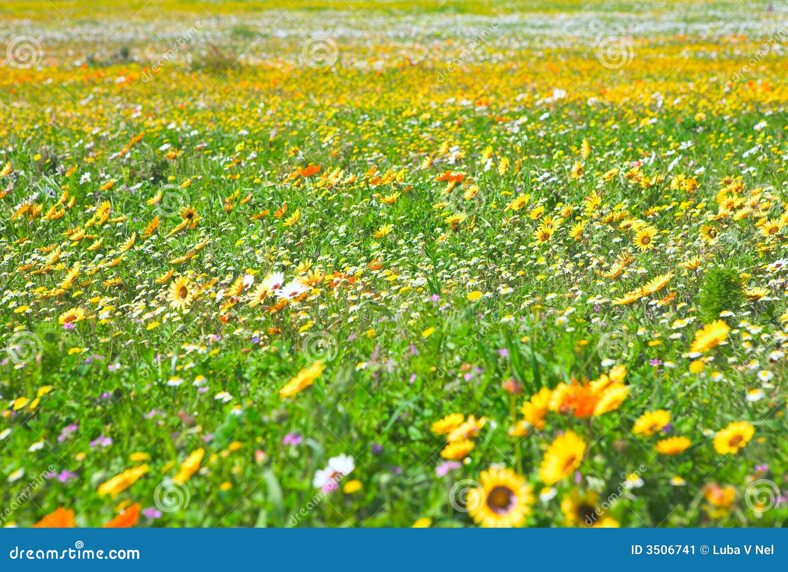 Spring flowers field stock image. Image of daytime, daisies - 3506741