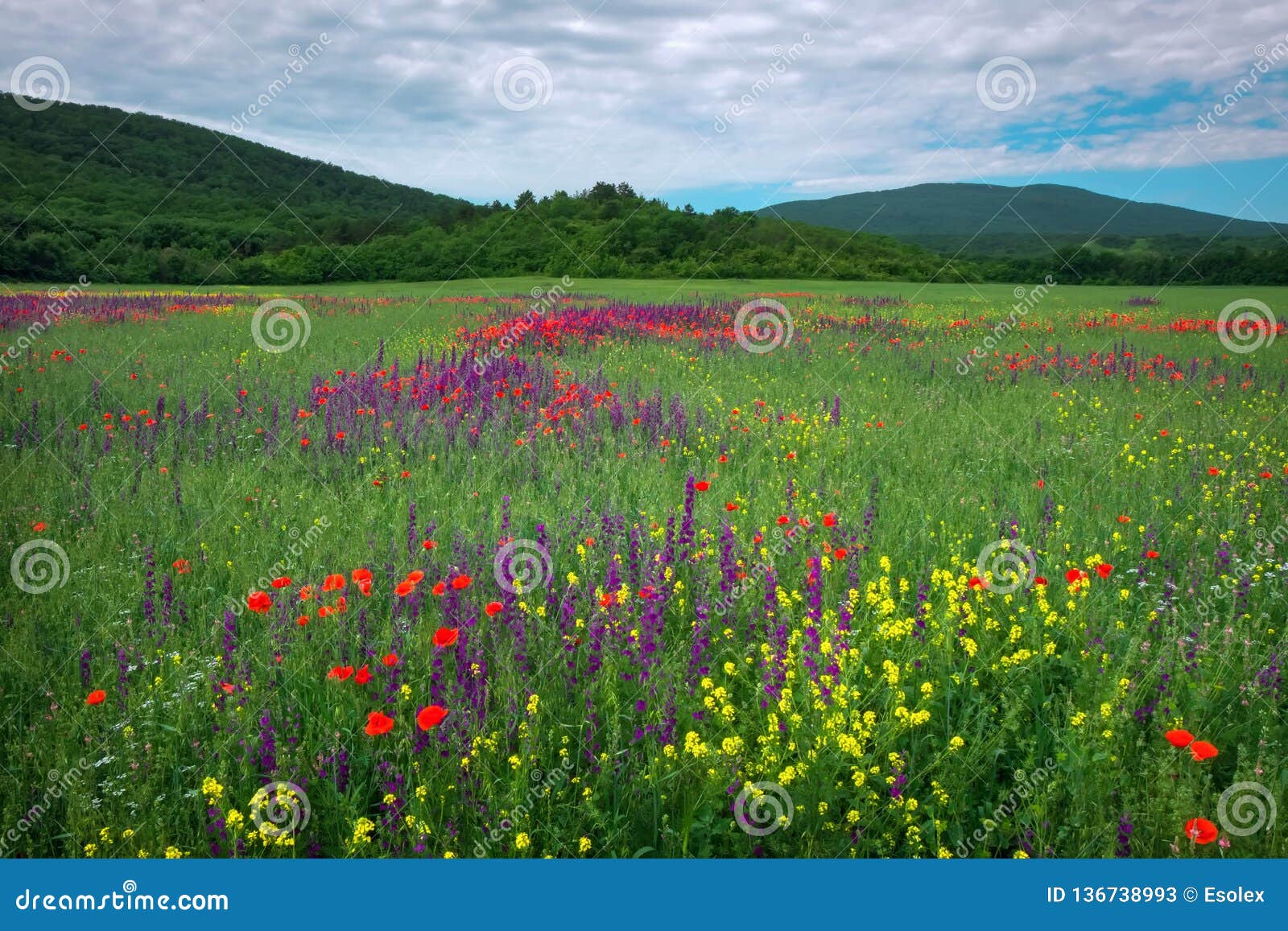 Spring Flowers in Field. Beautiful Landscape Stock Image - Image of ...