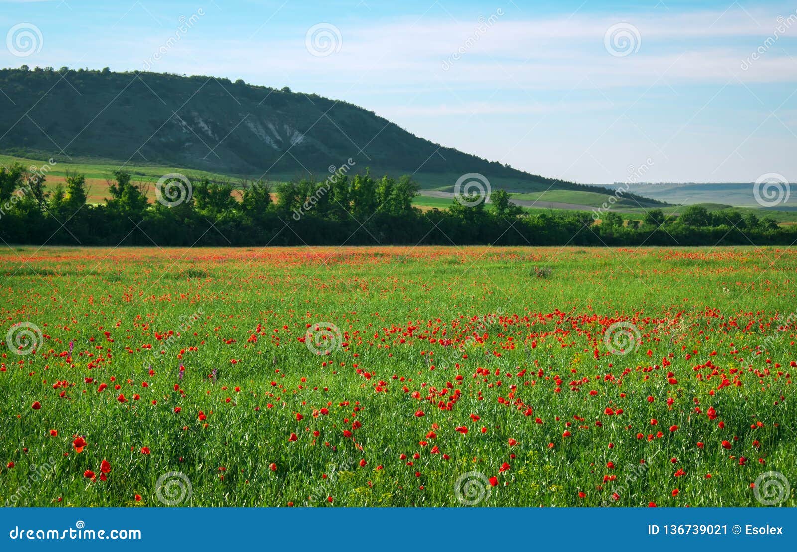 Spring Flowers in Field. Beautiful Landscape Stock Image - Image of ...