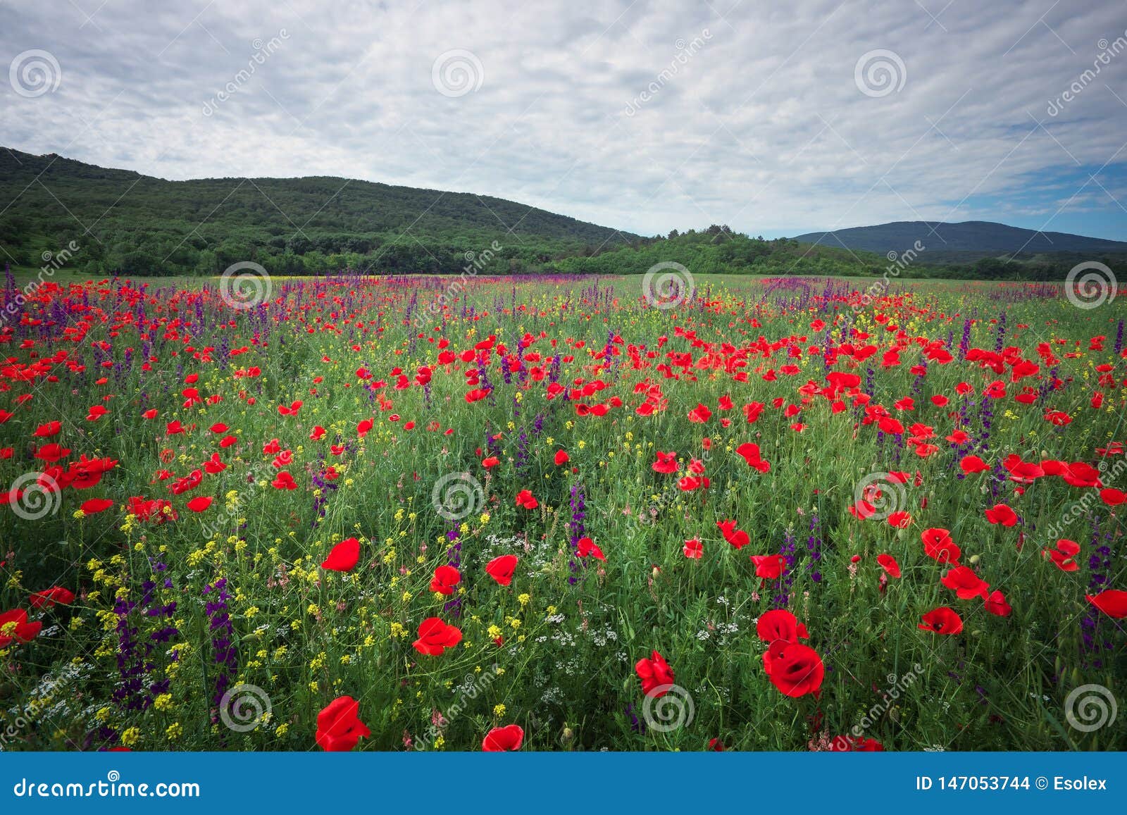 Spring Flowers in Field. Beautiful Landscape Stock Photo - Image of ...