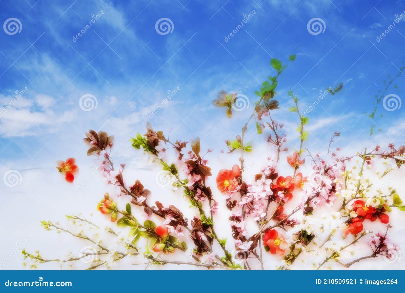 Spring flowers stock image. Image of isolated, arrangement - 210509521