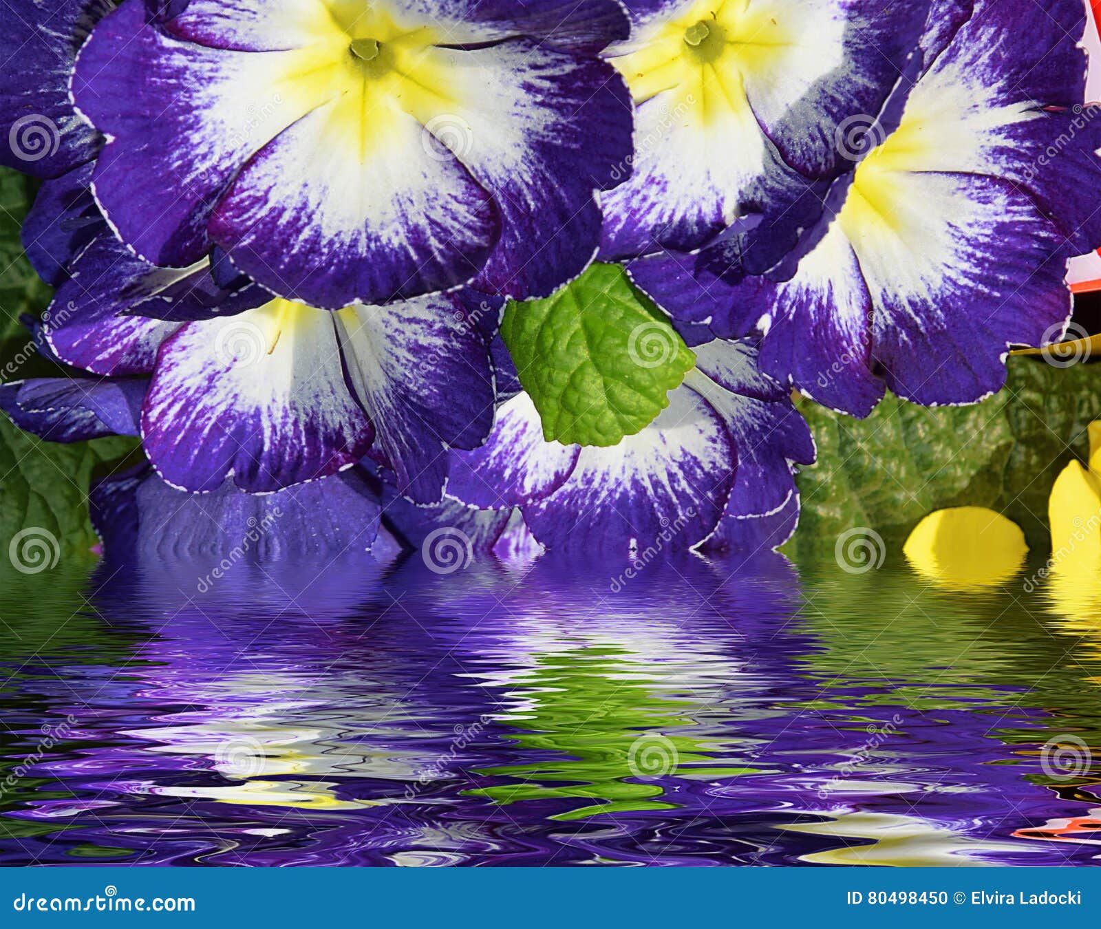 Spring flowers stock photo. Image of multicolored, reflections - 80498450