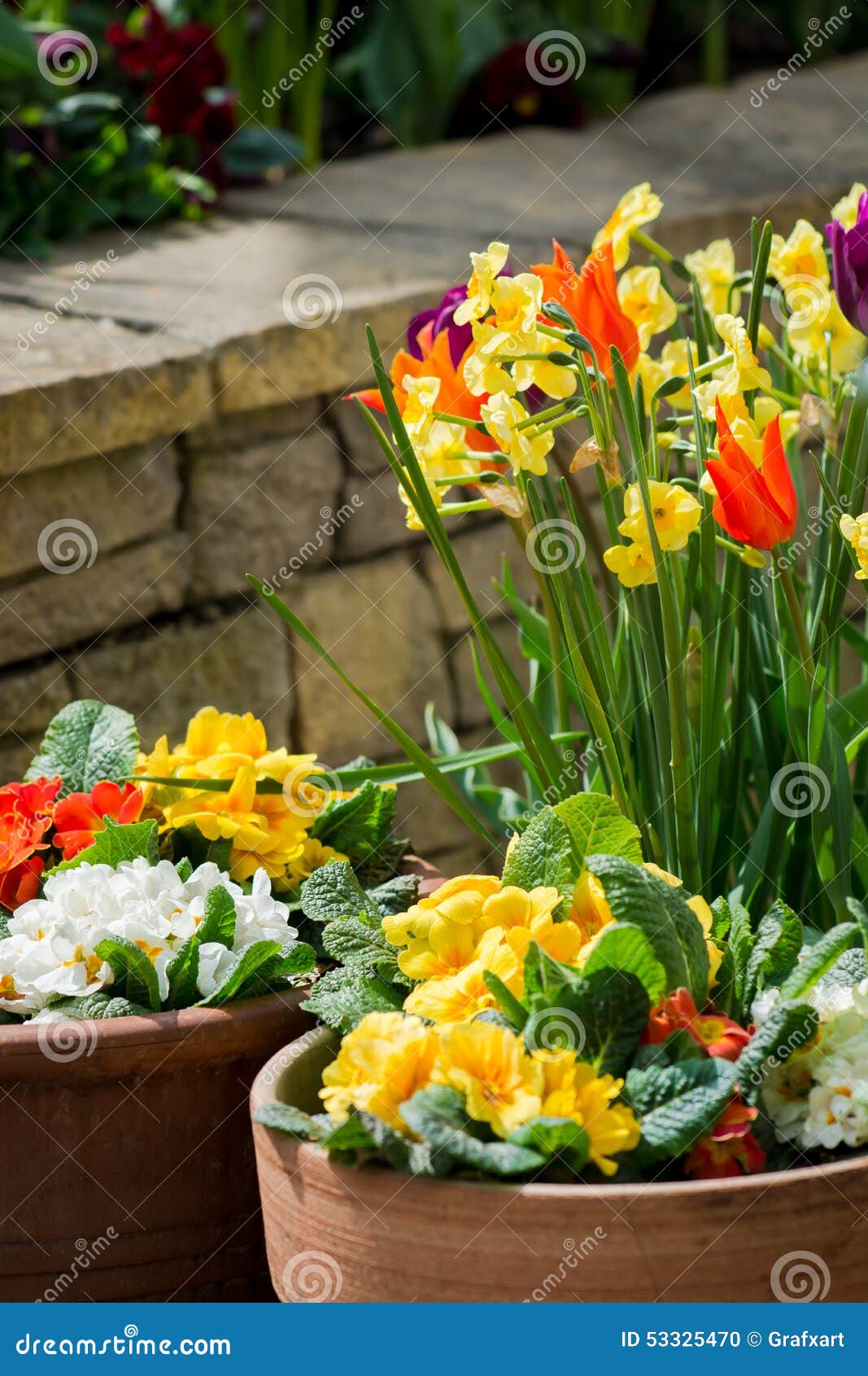 Spring Flowers in Flower Pot Stock Photo - Image of fresh, field: 53325470