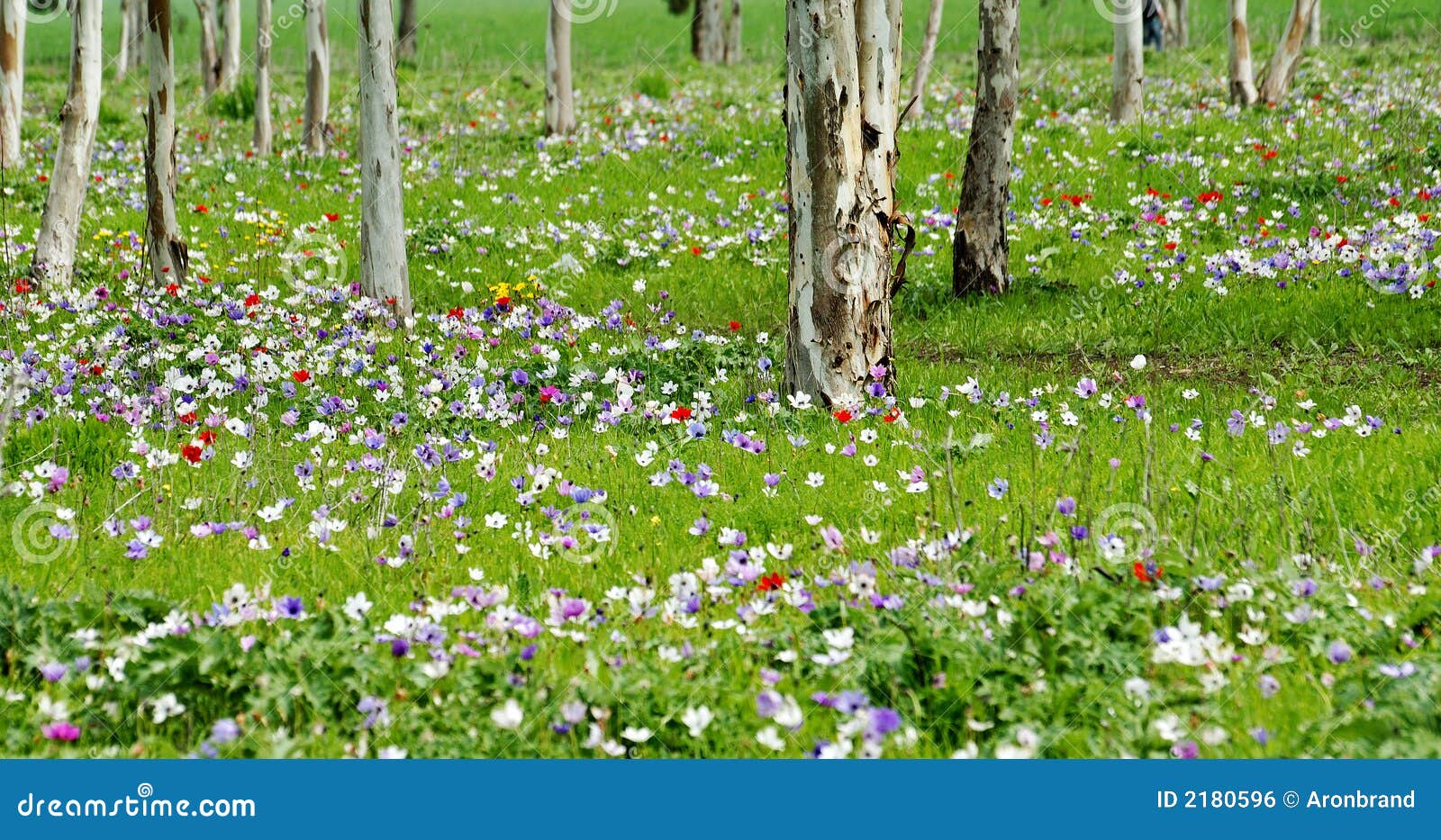 Spring Flowers in the Forest Stock Photo - Image of flowers, nature ...
