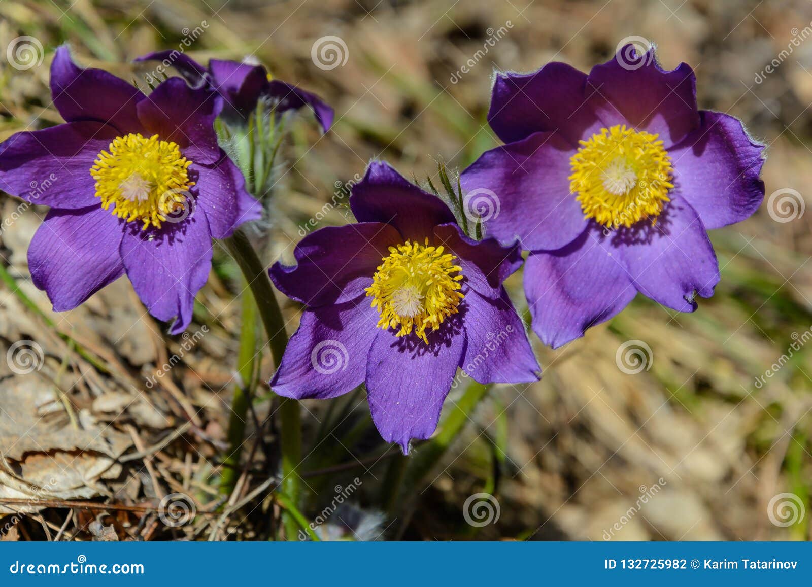 The Awakening of Nature in Spring Stock Photo - Image of forest, buds ...