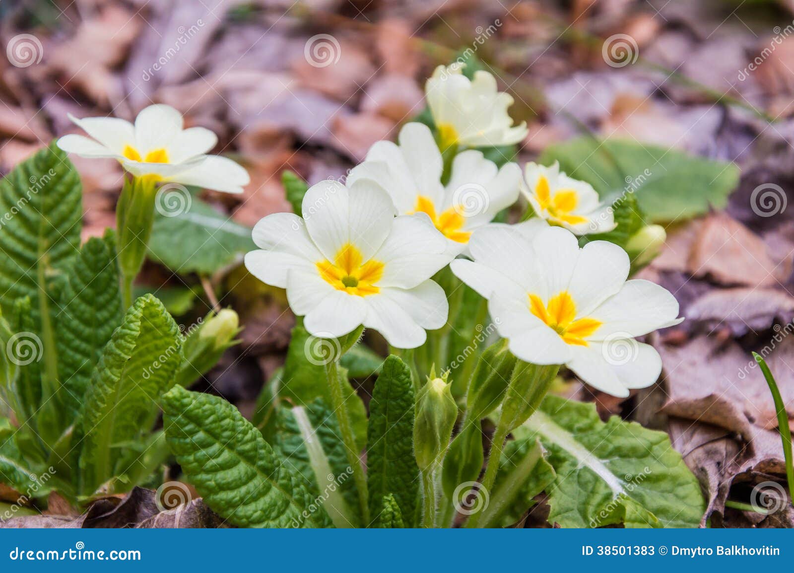 Spring Flowers in the Forest Stock Image - Image of beauty, outdoor ...