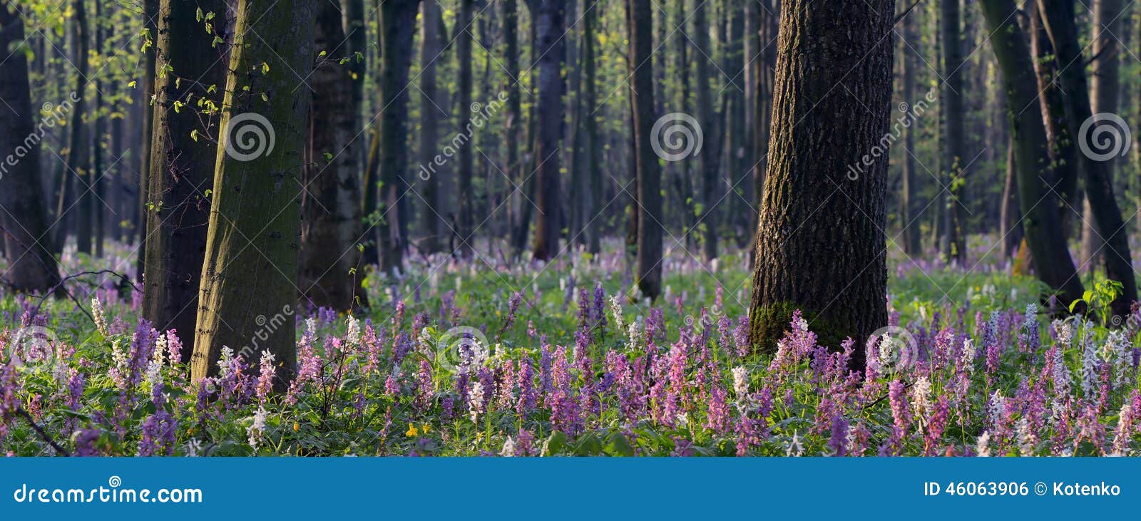 Spring Flowers in the Forest Stock Photo - Image of closeup, landscape ...