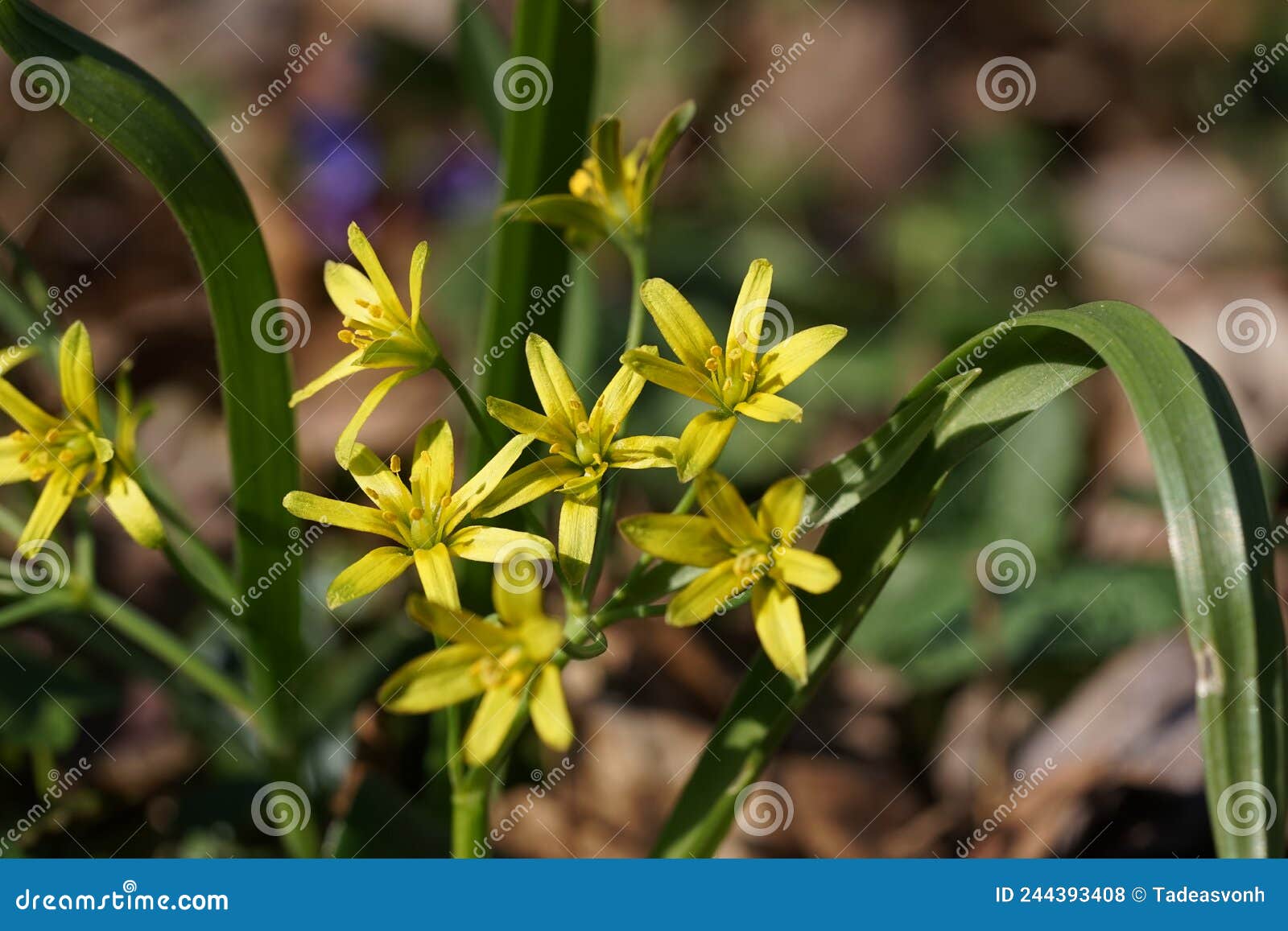 Spring flowers in forest 8 stock photo. Image of awakening - 244393408