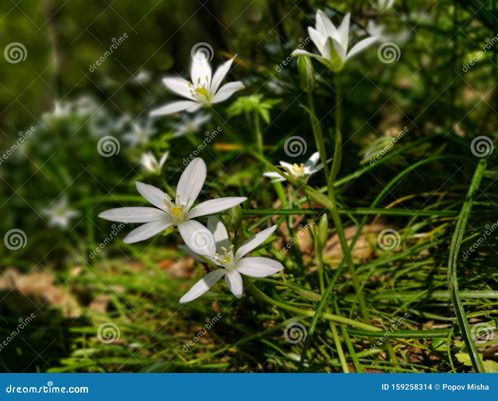 The Spring Flowers in Forest Stock Photo - Image of flowers, forest ...