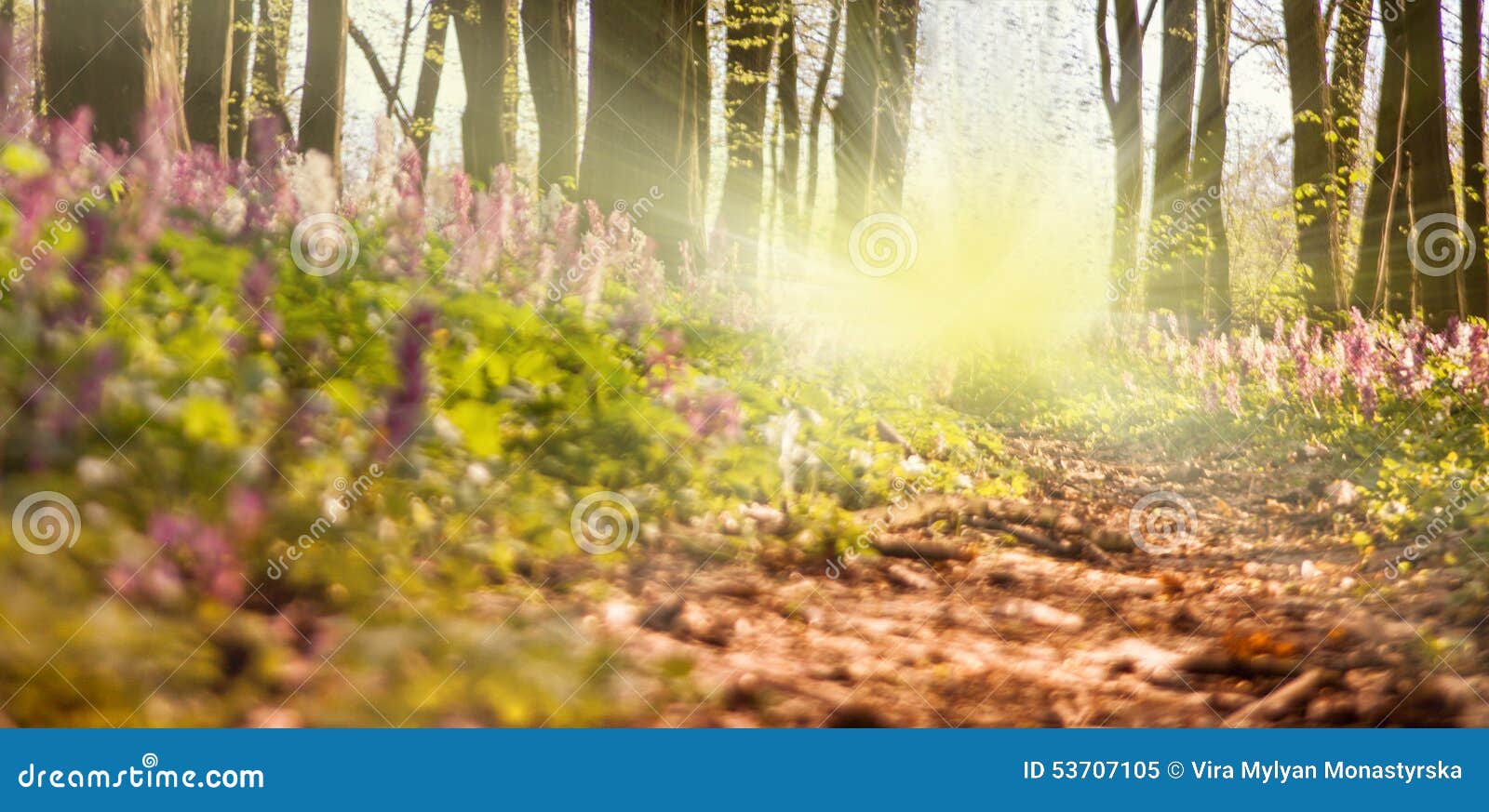 Spring flowers in forest stock image. Image of peaceful - 53707105