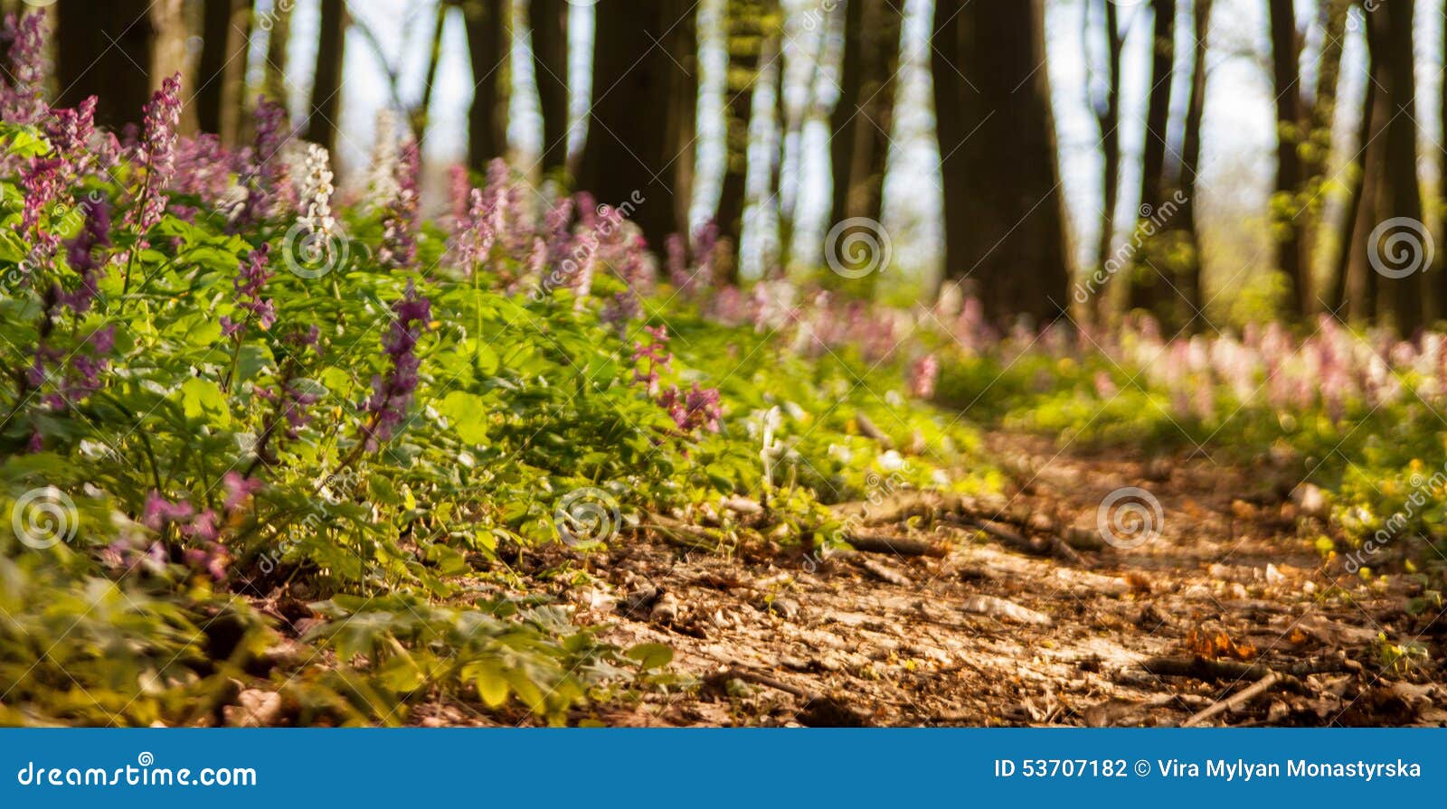 Spring flowers in forest stock photo. Image of morning - 53707182