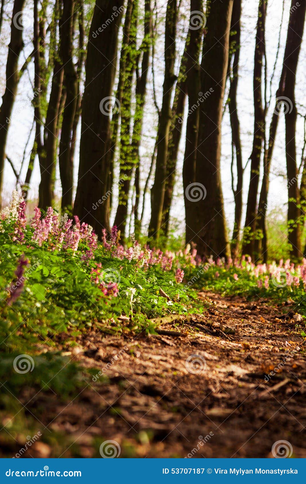 Spring flowers in forest stock image. Image of sunbeam - 53707187
