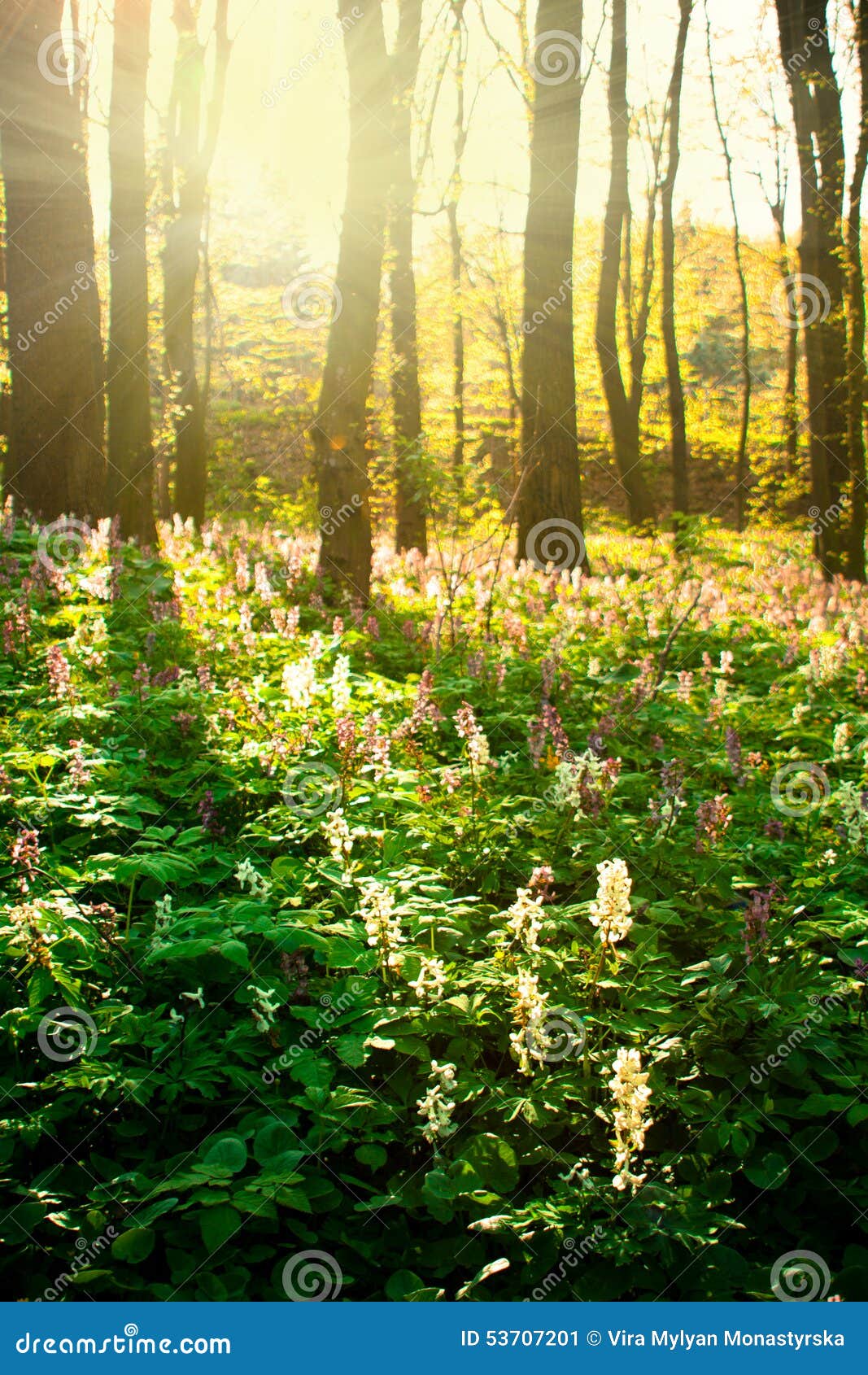 Spring flowers in forest stock image. Image of grass - 53707201