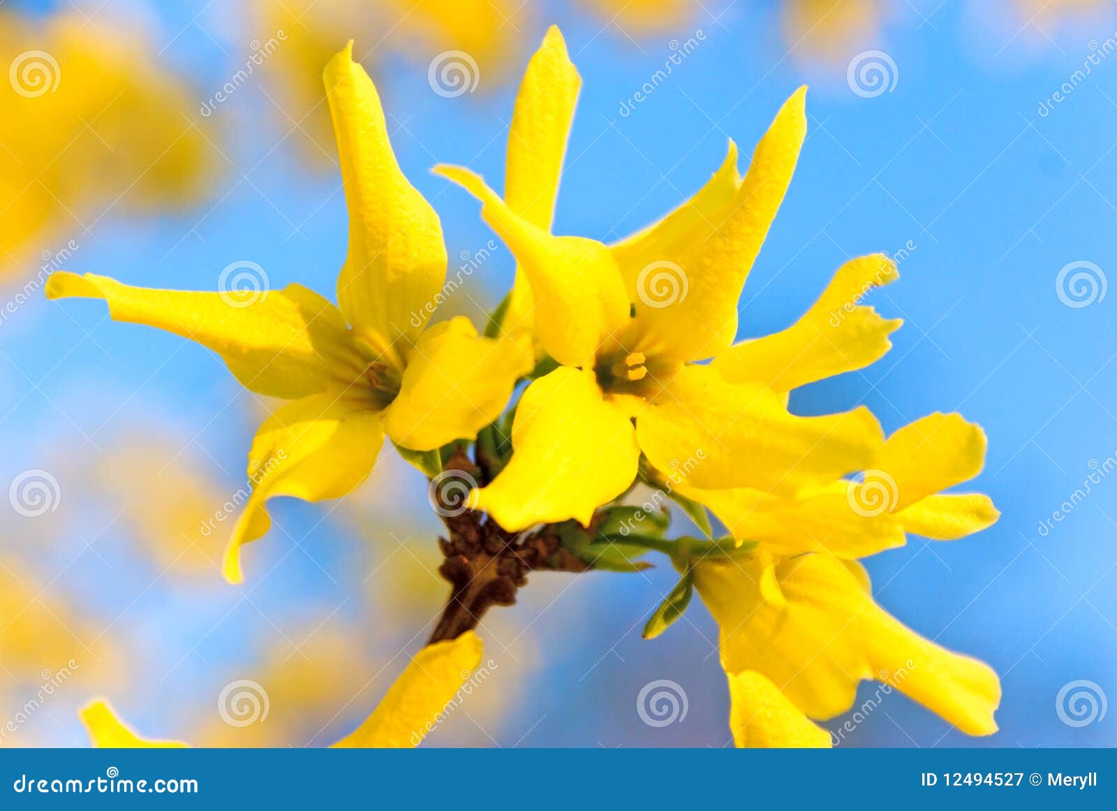 Spring Flowers Forsythia Bloom Stock Image - Image of bloom, blooming ...