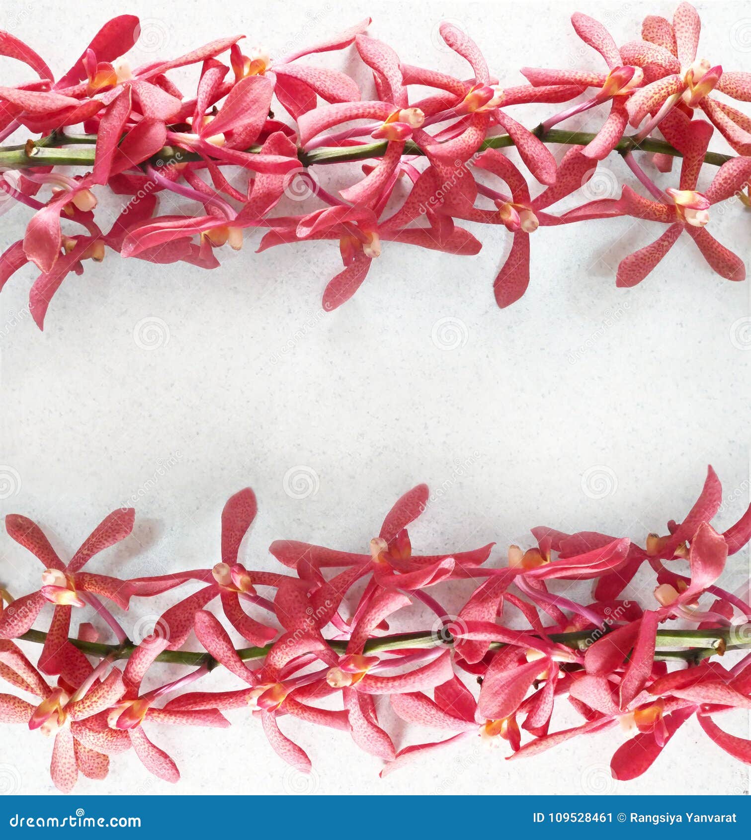 Spring Orchid Flowers Frame. Stock Image - Image of background ...