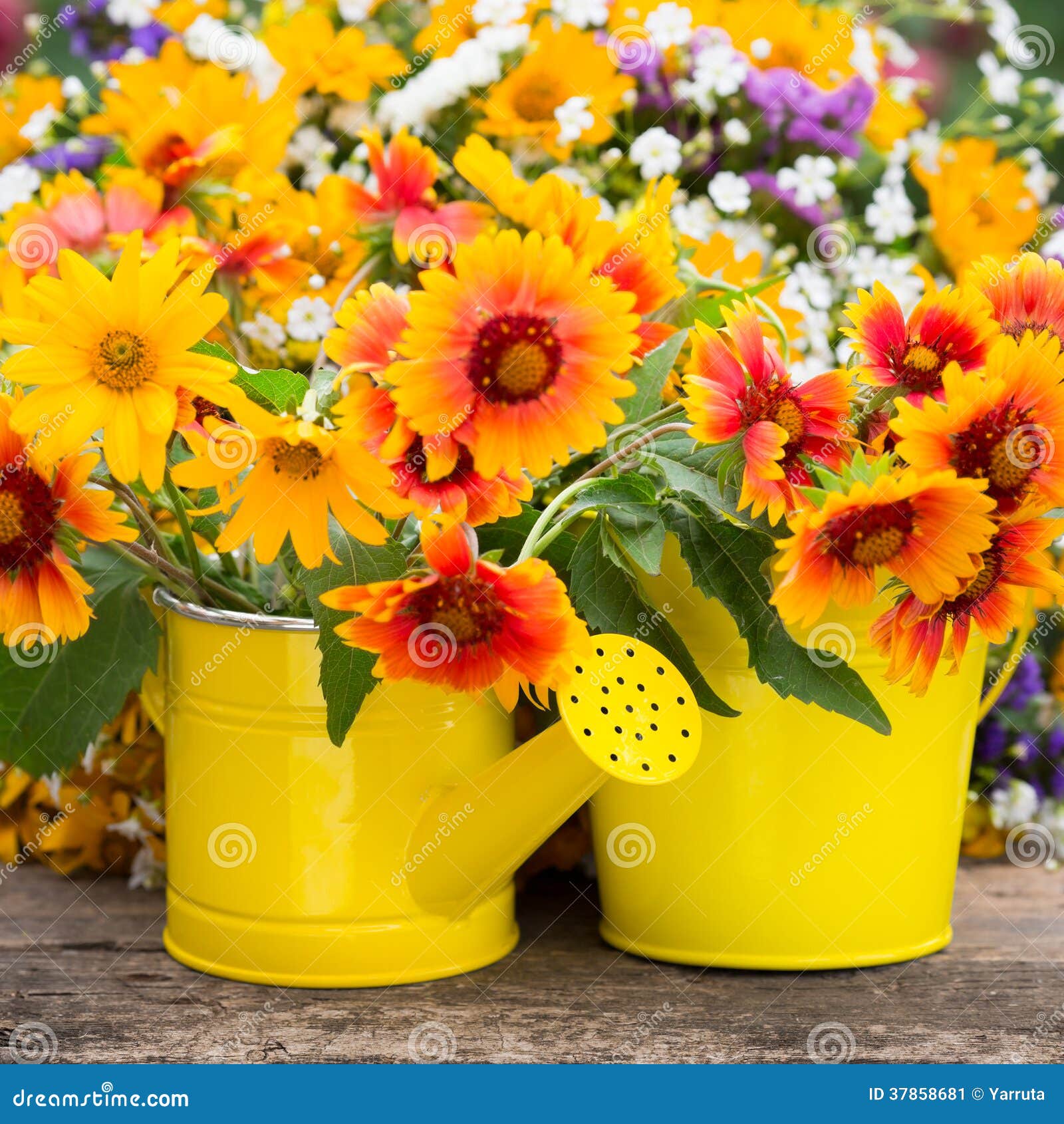Spring flowers stock image. Image of mothers, watering - 37858681