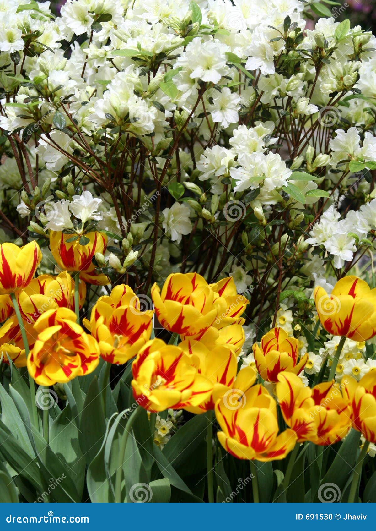 Spring Flowers in the Garden 1 Stock Photo - Image of colors, display ...