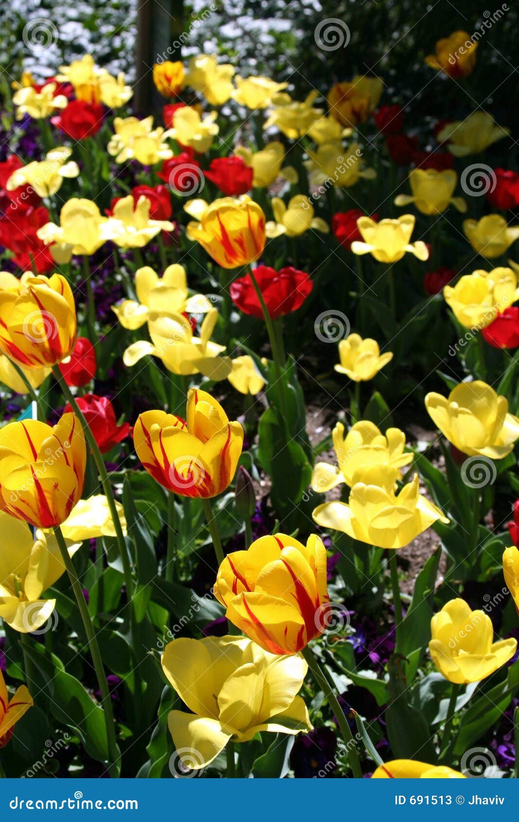 Spring Flowers in the Garden 2 Stock Image - Image of floral, spring ...