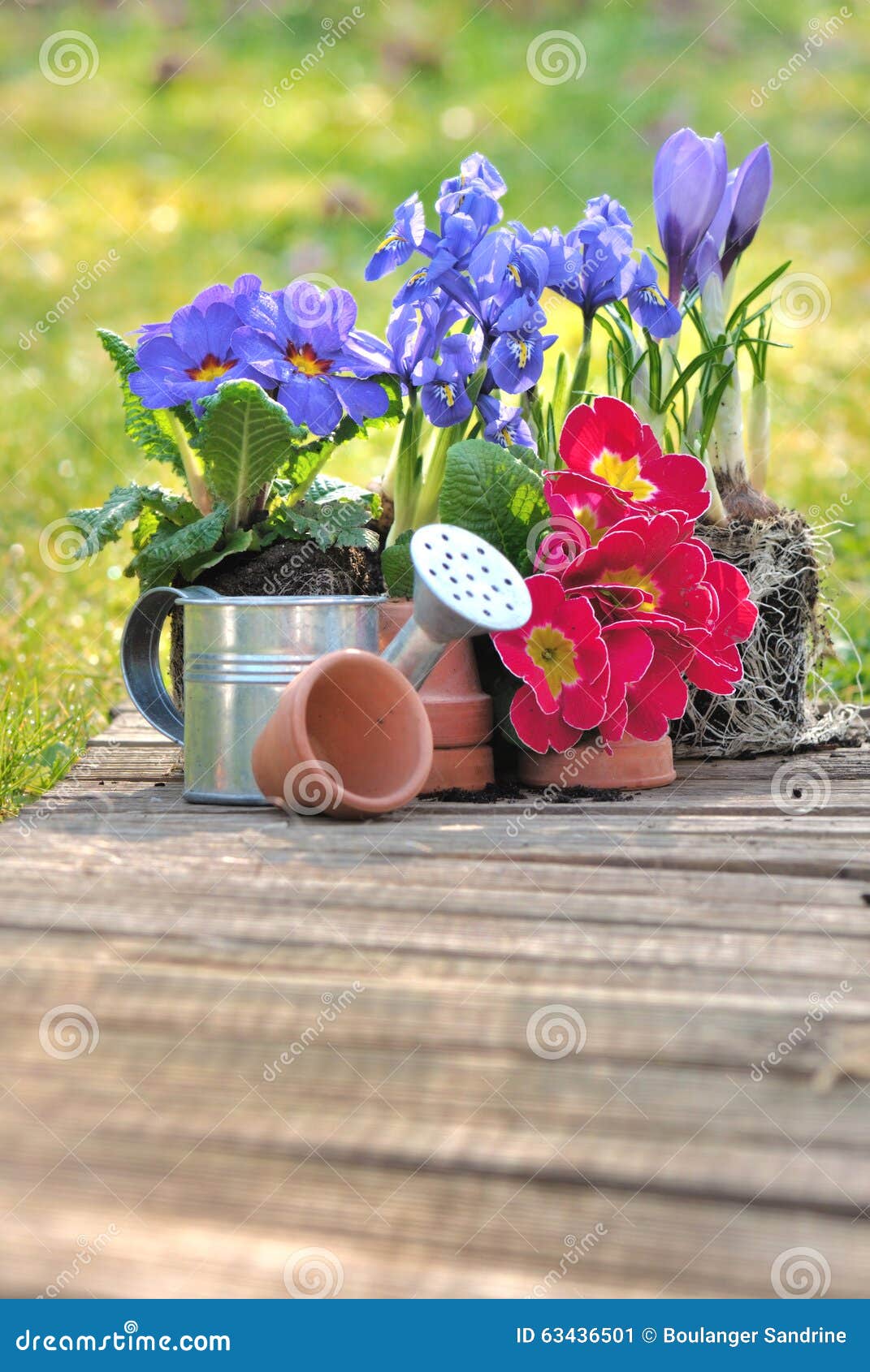 Spring flowers in garden stock image. Image of wood, garden - 63436501