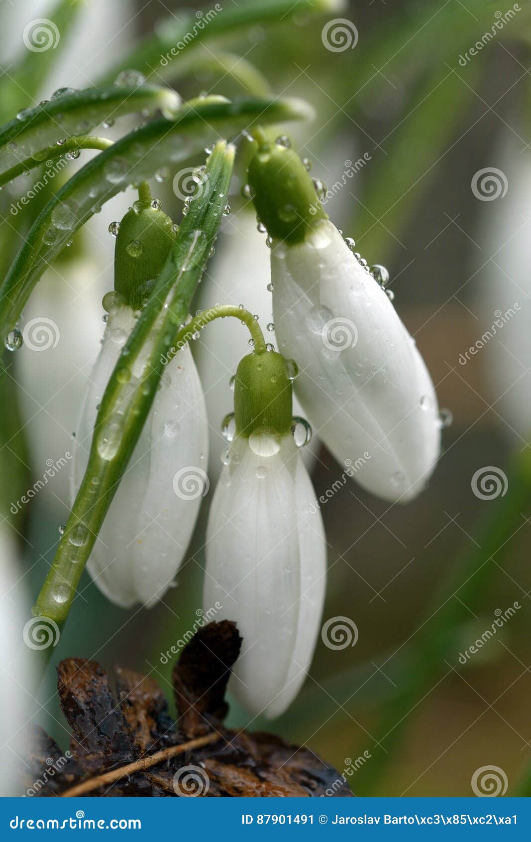 Spring flowers stock image. Image of spring, water, close - 87901491