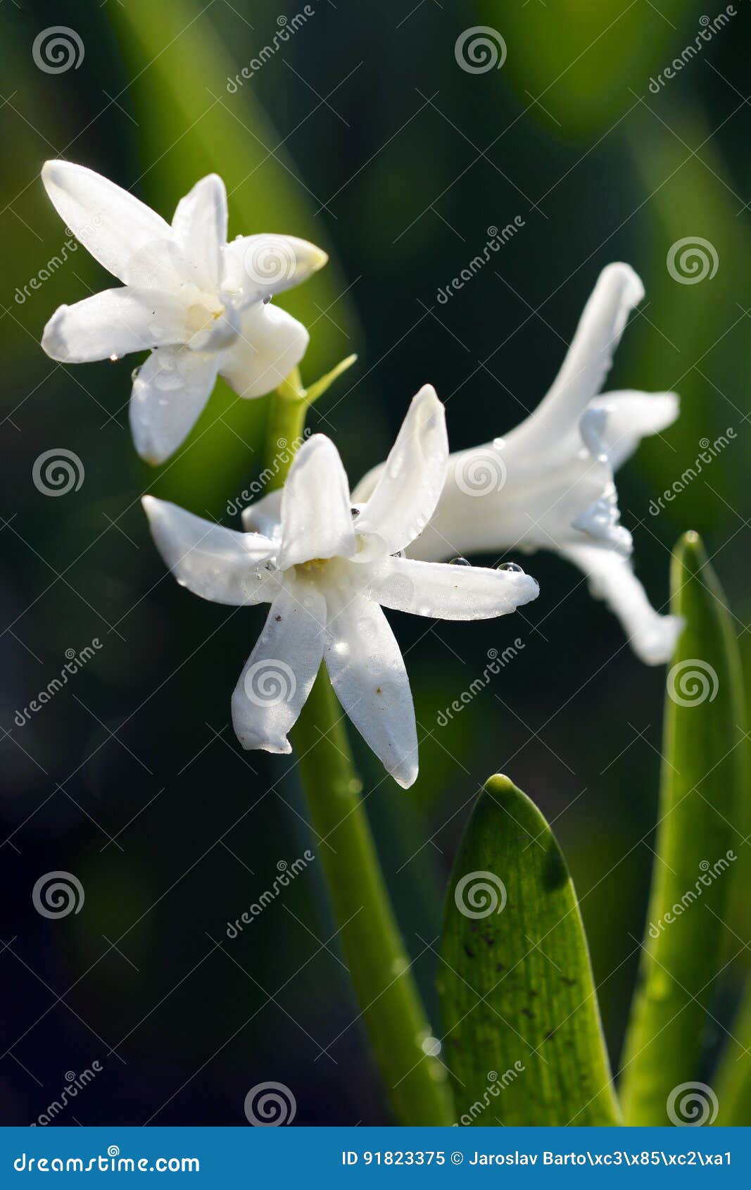 Spring flowers stock image. Image of park, close, nature - 91823375