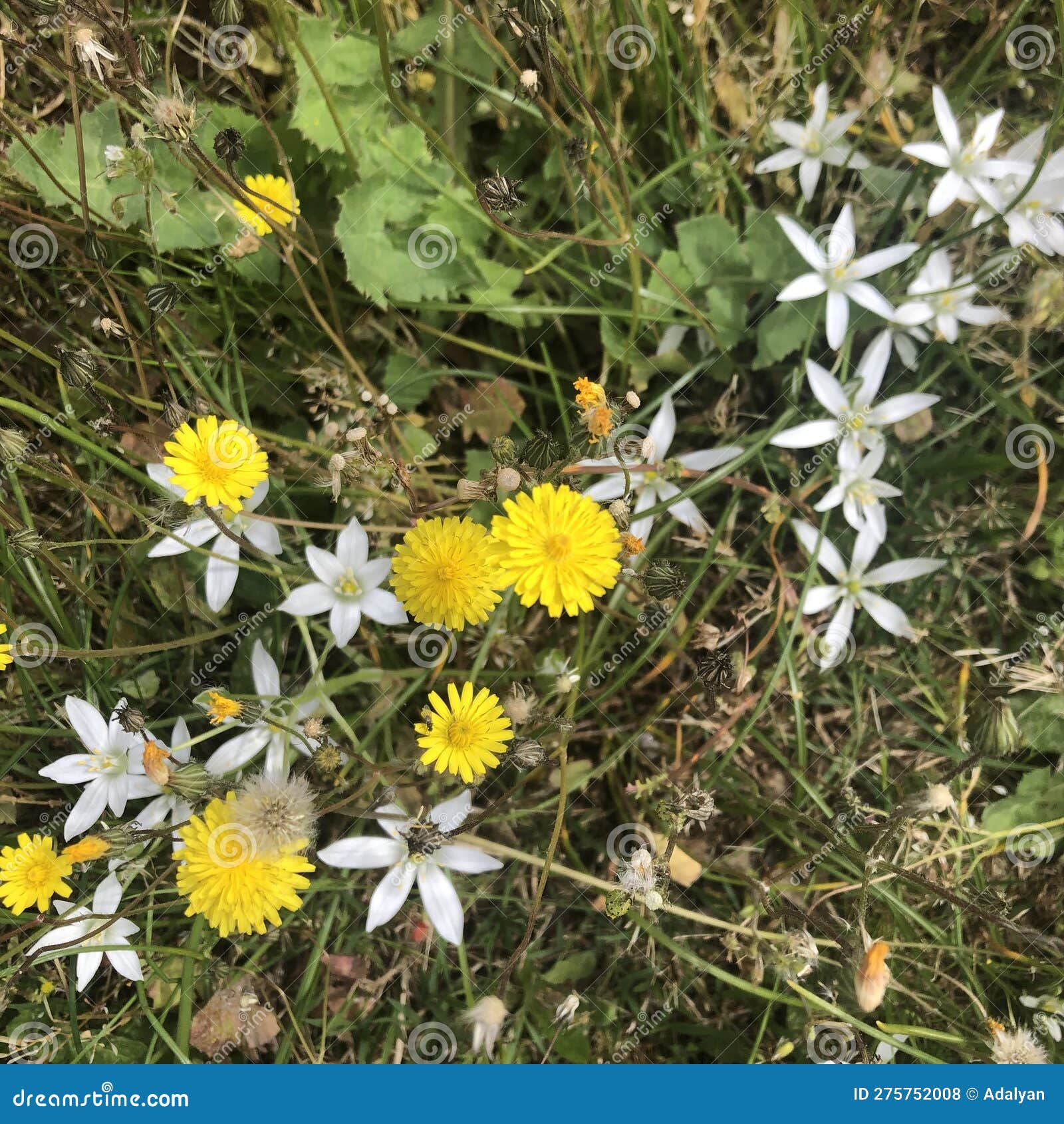 Spring Flowers on the Grass Stock Photo - Image of flower, spring ...