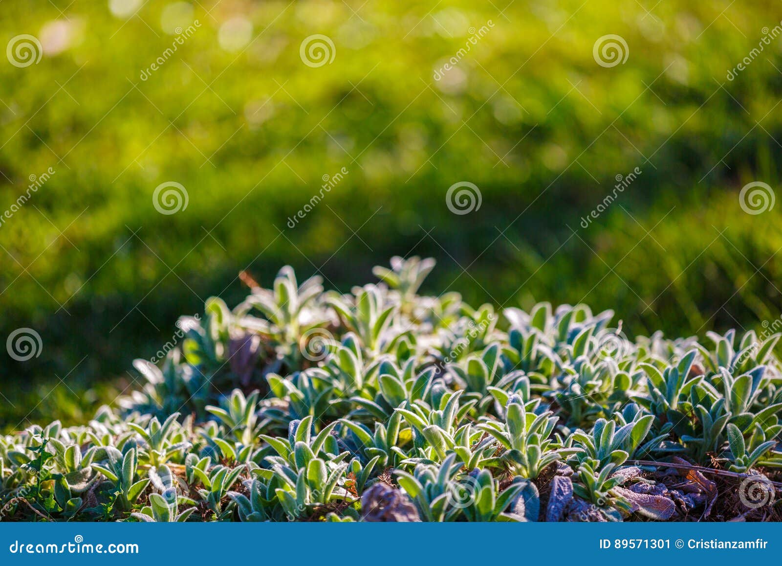 Spring Flowers in the Grass Stock Image - Image of beauty, landscape ...